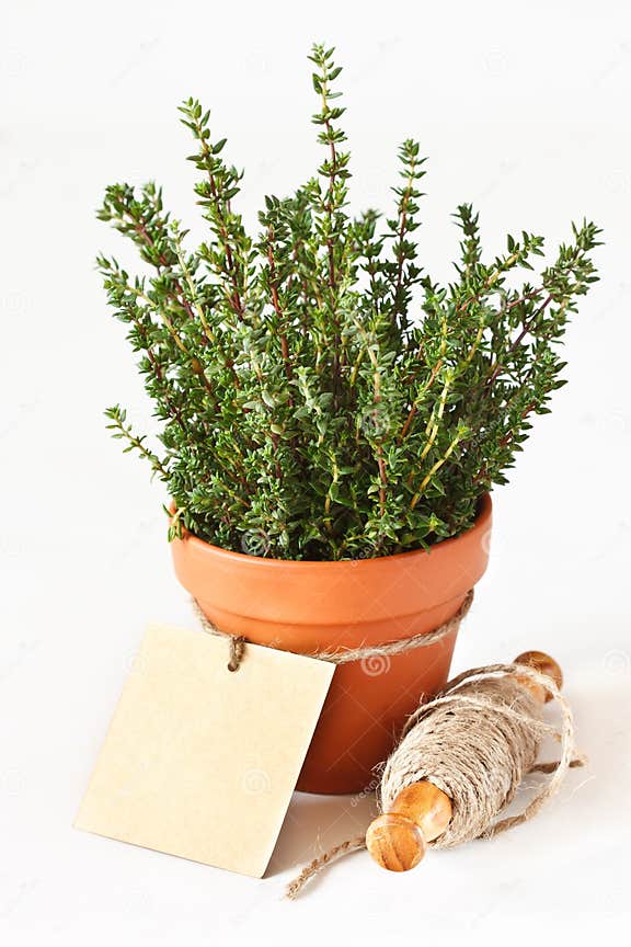 Timjan i en kruka. arkivfoto. Bild av organiskt, anstrykning - 29049314