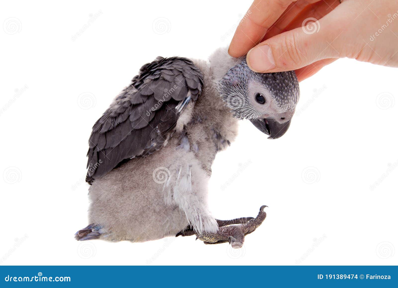 African Grey Parrot Timneh