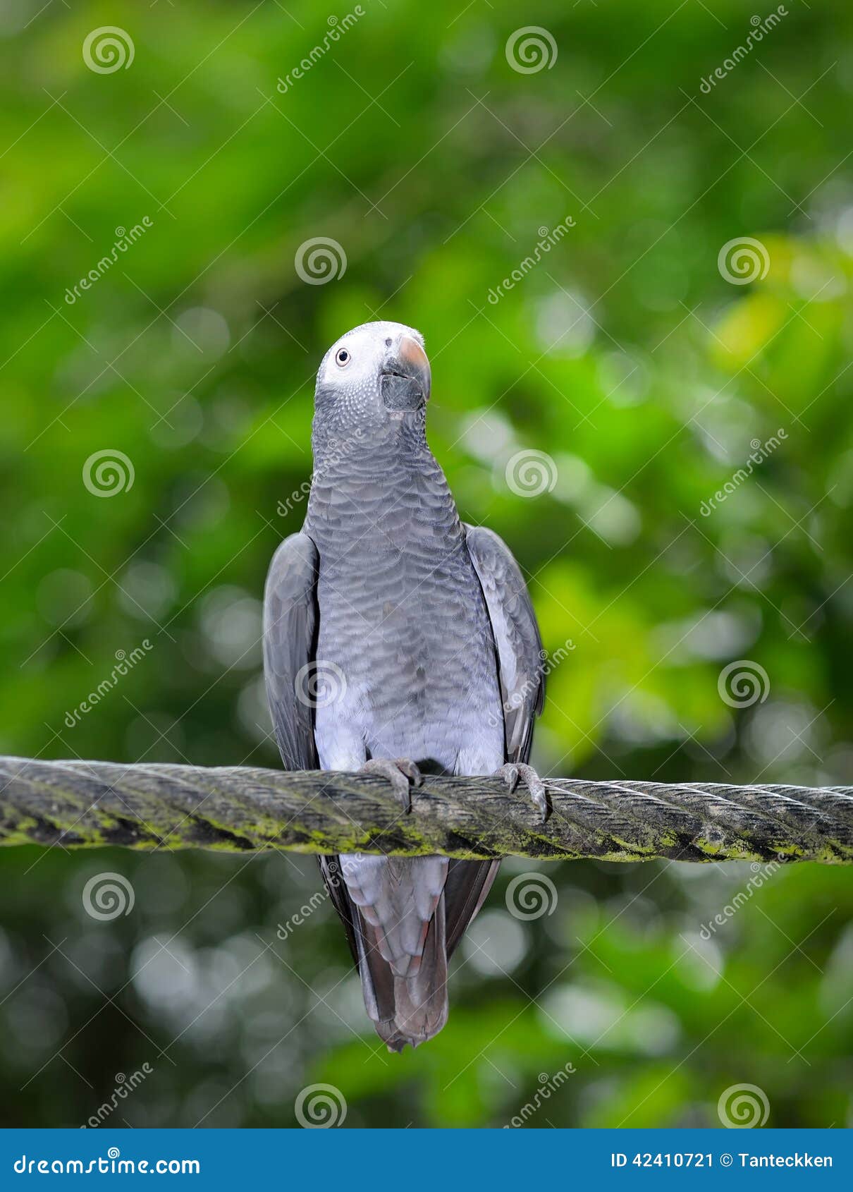 Timneh Grey Parrot (Psittacus Timneh) Stock Image - Image of beak, wild ...