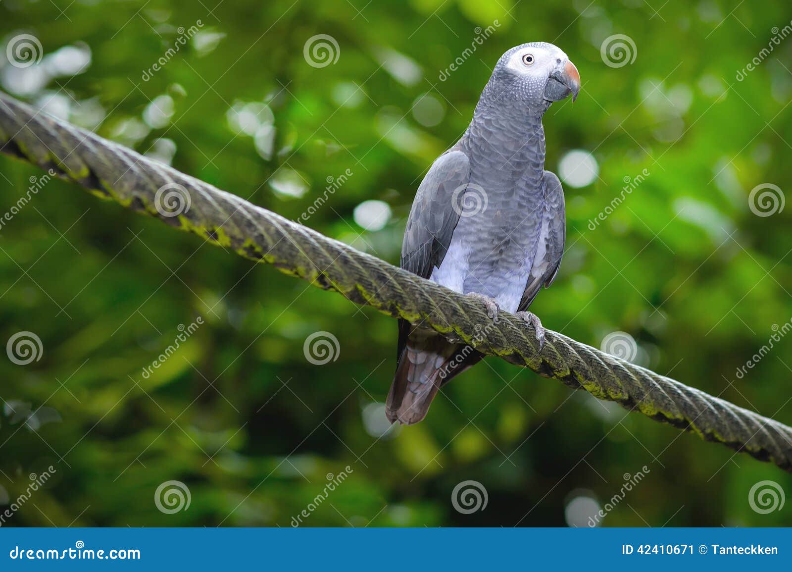 Timneh Grey Parrot (timneh Del Psittacus) Imagen de archivo - Imagen de ...