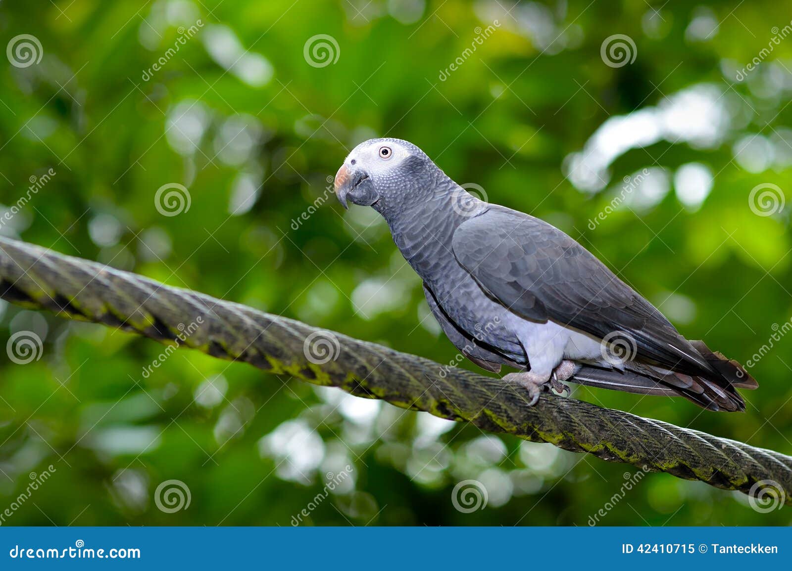 Timneh Grey Parrot (timneh Del Psittacus) Imagen de archivo - Imagen de ...