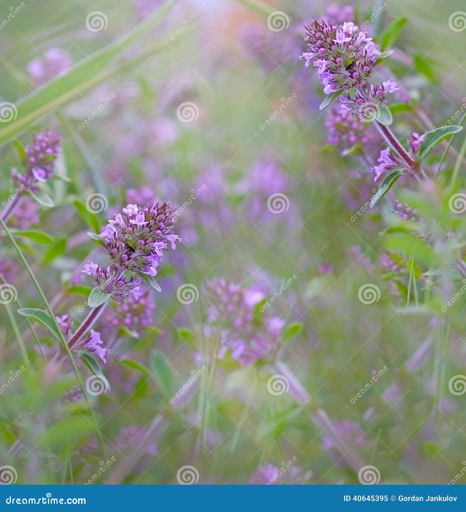 Timo del fiore immagine stock. Immagine di viola, floreale - 40645395