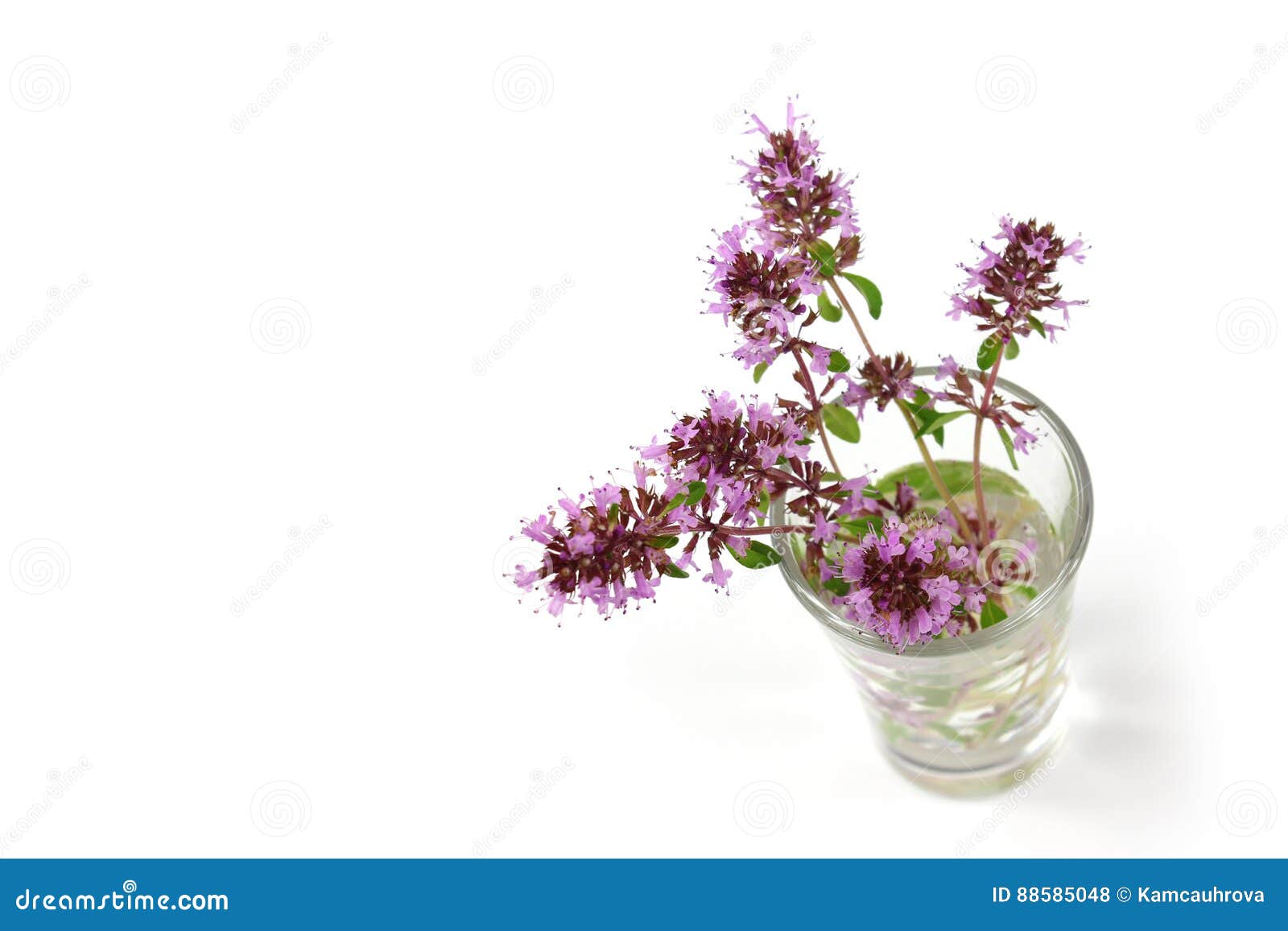 Timo, Fiore Del Timo Isolato Su Bianco Fotografia Stock - Immagine di ...