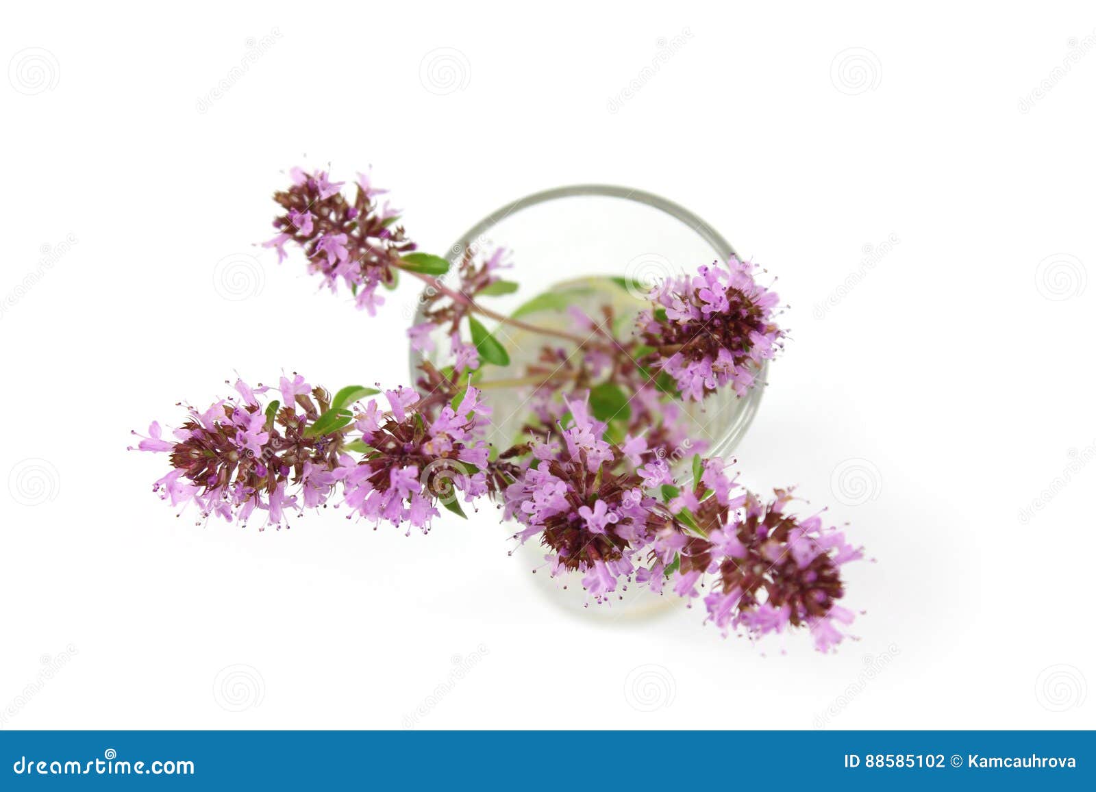 Timo, Fiore Del Timo in Vetro Fotografia Stock - Immagine di fiore ...