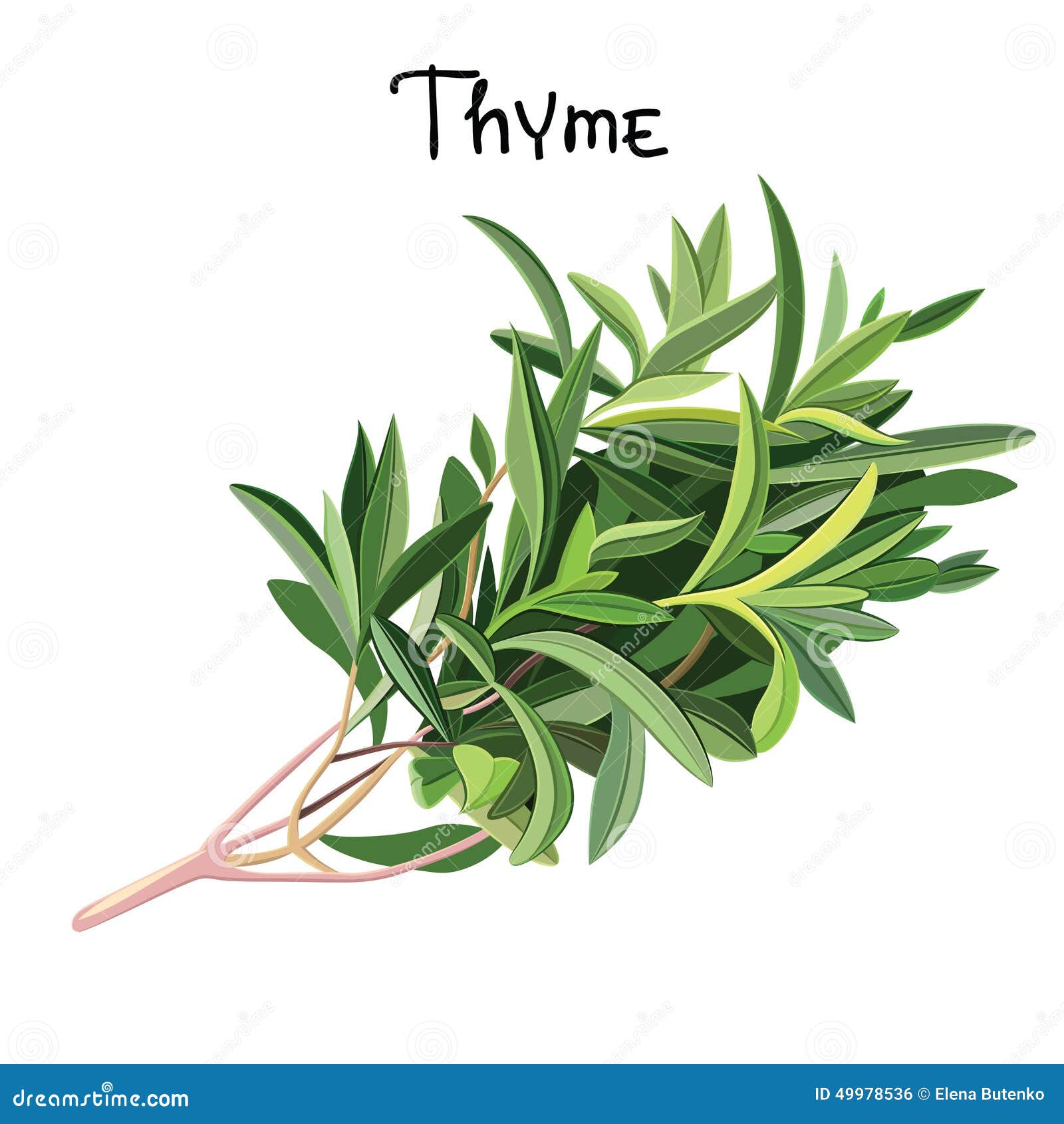 Timo fresco illustrazione vettoriale. Illustrazione di botanica - 49978536