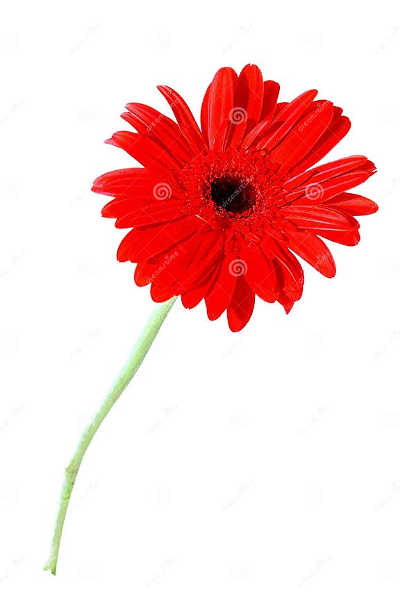 Timo Gerber in High Key stock photo. Image of gerbera, high - 66466