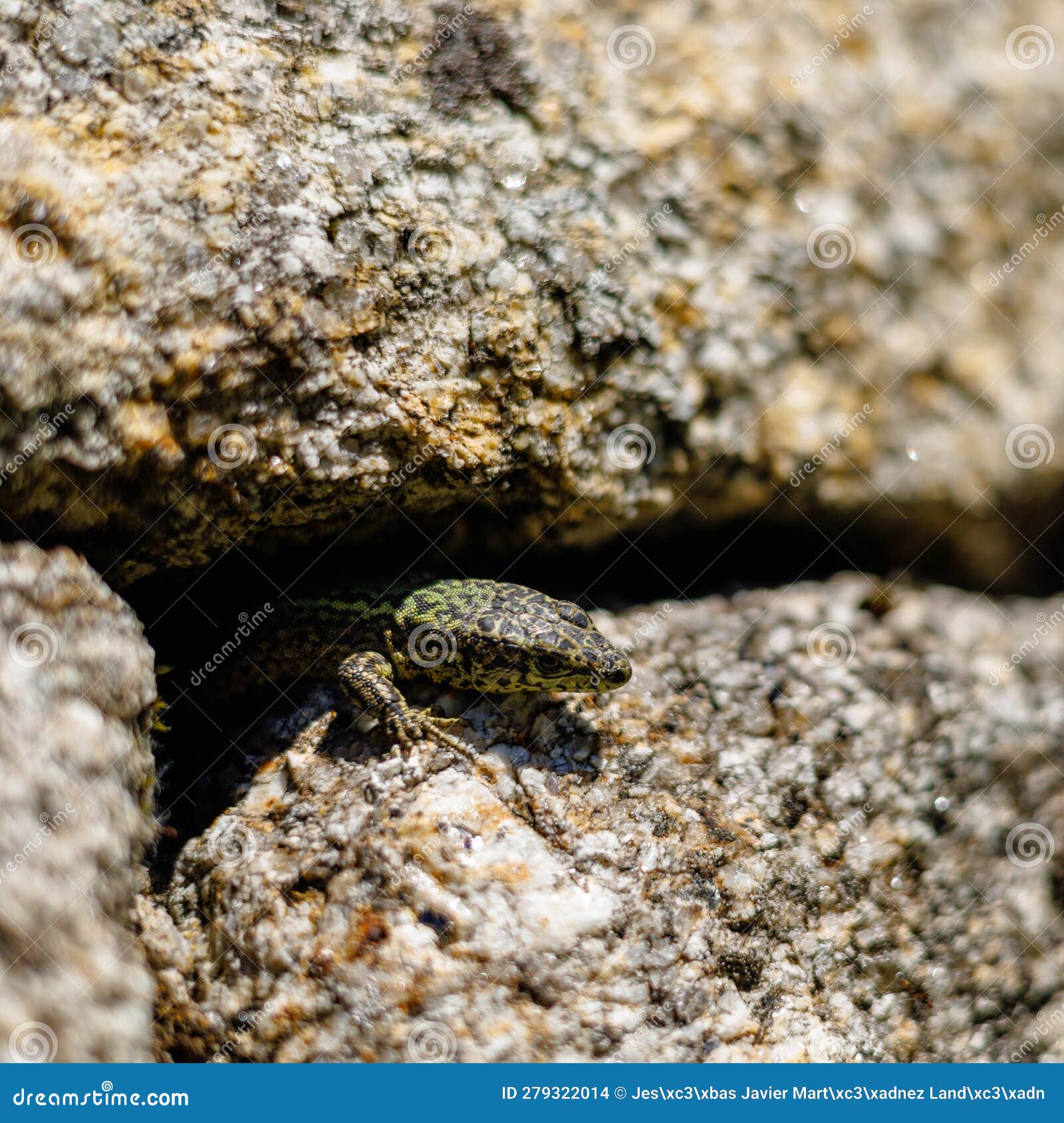 Timon Lepidus Showing Its Head between Rocks Stock Photo - Image of ...