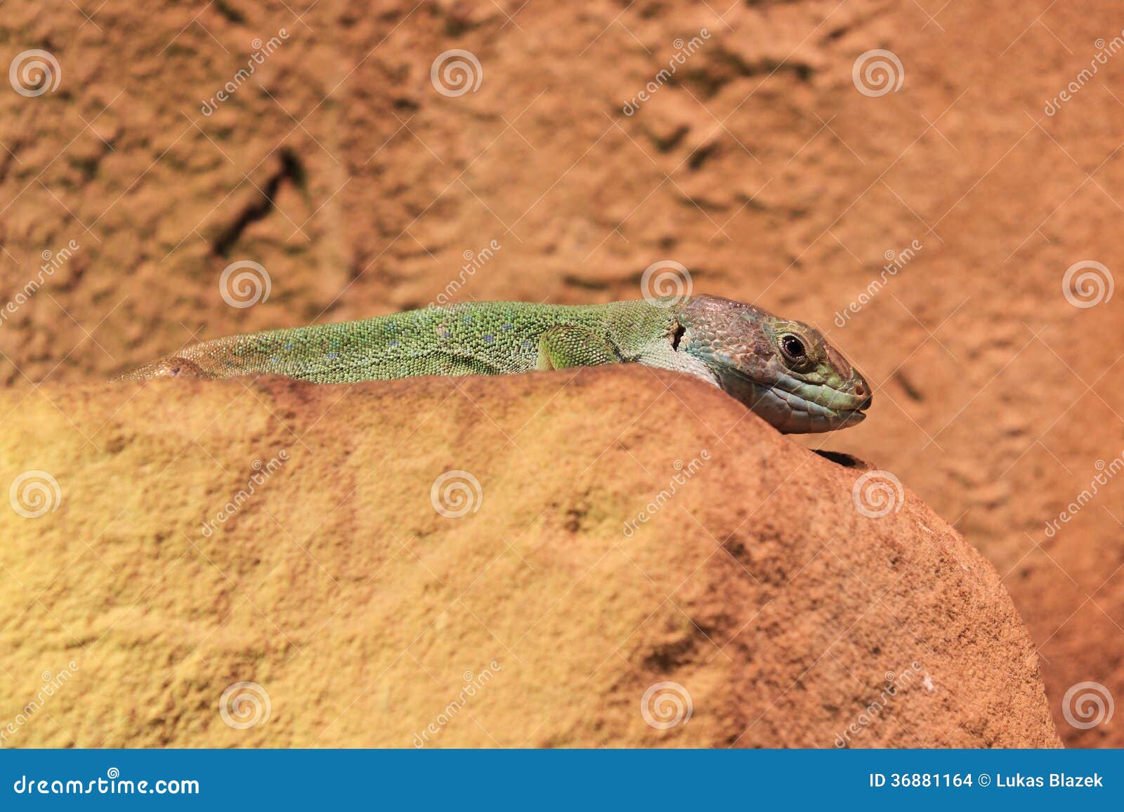 Timon pater lizard stock photo. Image of nature, adult - 36881164