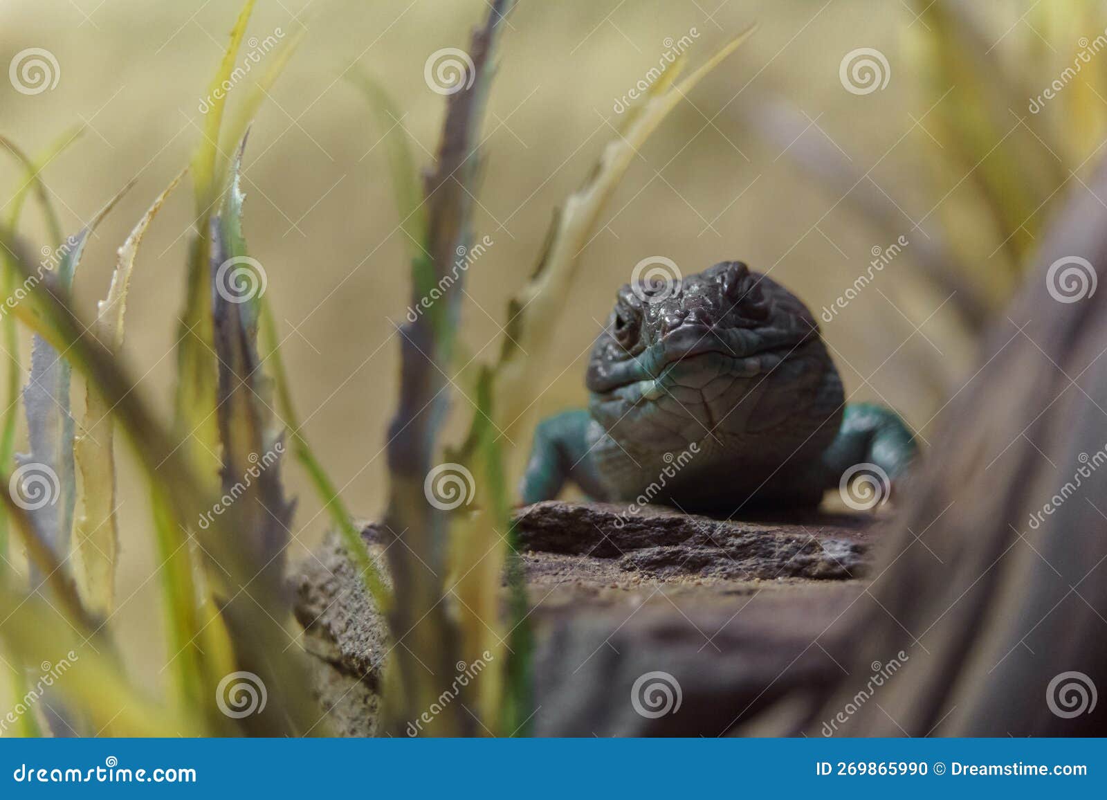 Timon pater stock photo. Image of natural, detail, iguana - 269865990