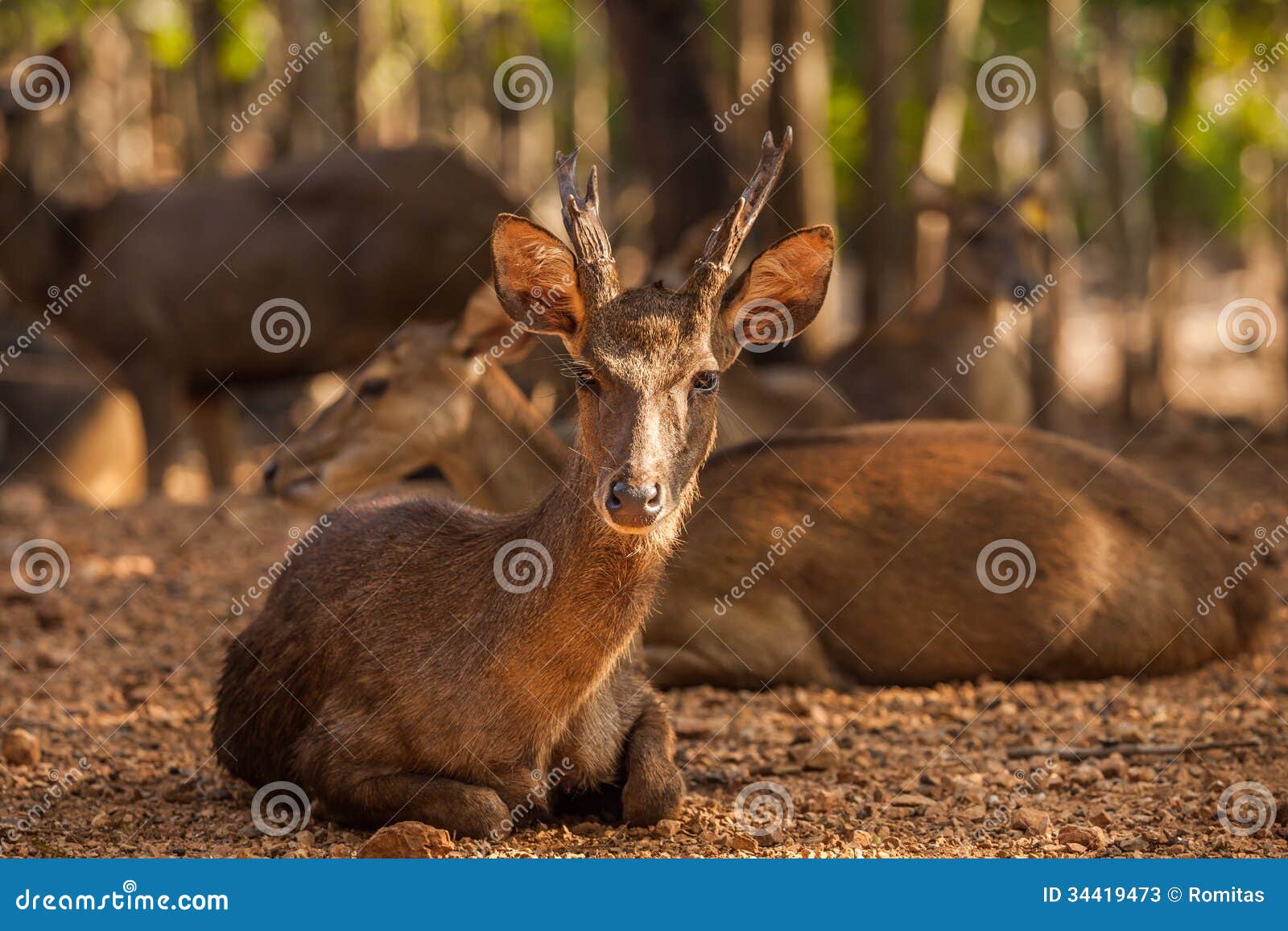 Timor Deer in the Park at Tiger Temple, Thailand Stock Image - Image of ...
