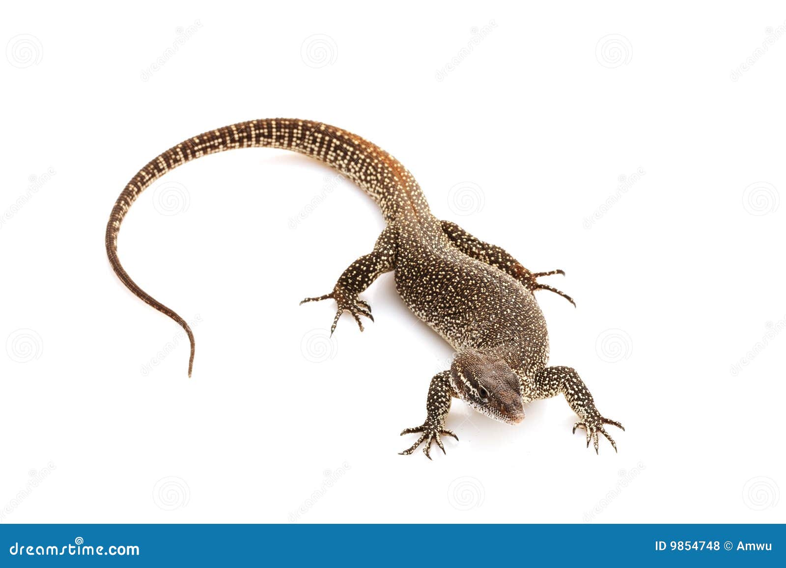 Timor Monitor Lizard, Varanus Timorensis Royalty-Free Stock Photography ...