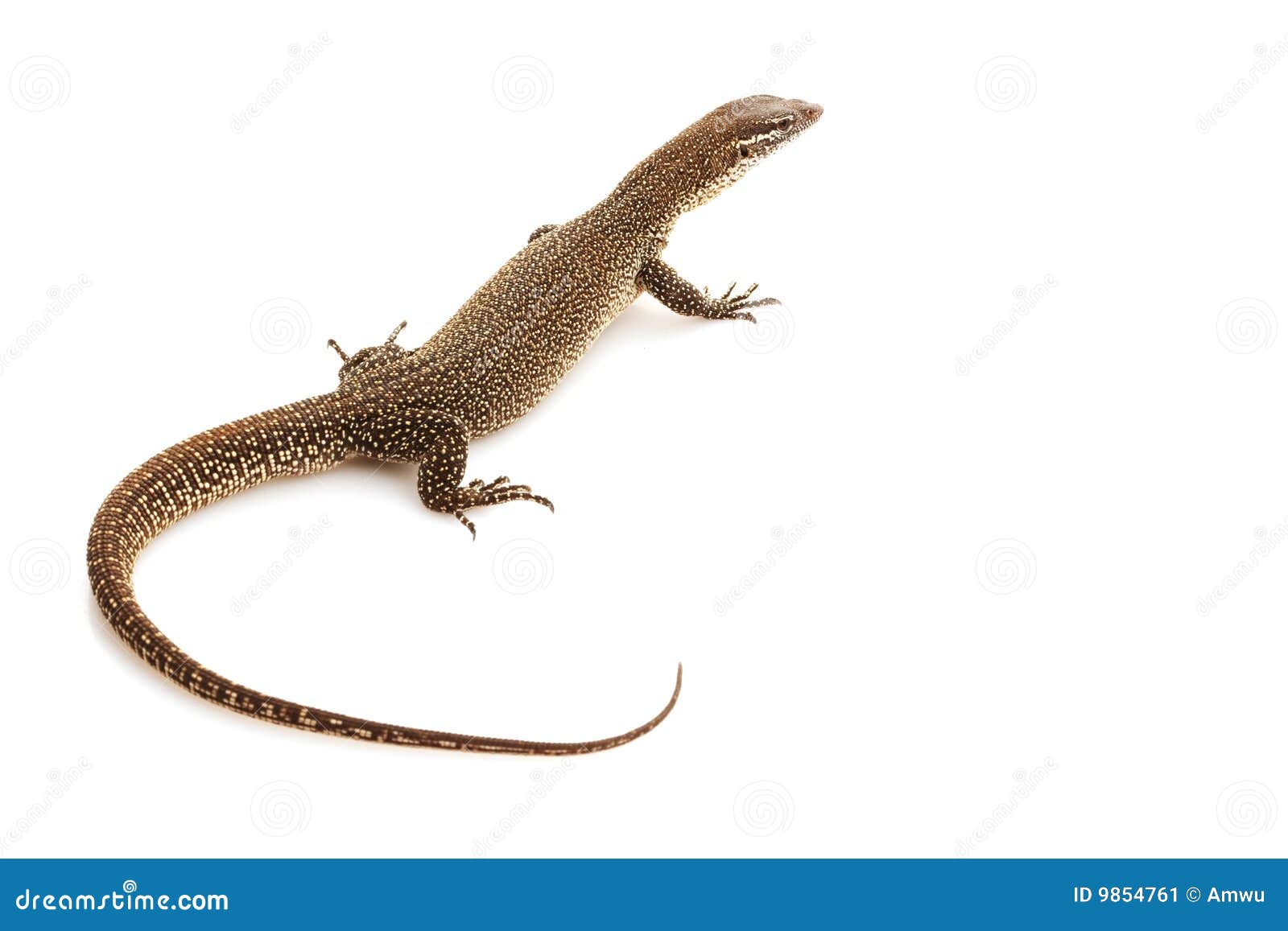 Timor Monitor Lizard, Varanus Timorensis Royalty-Free Stock Photography ...