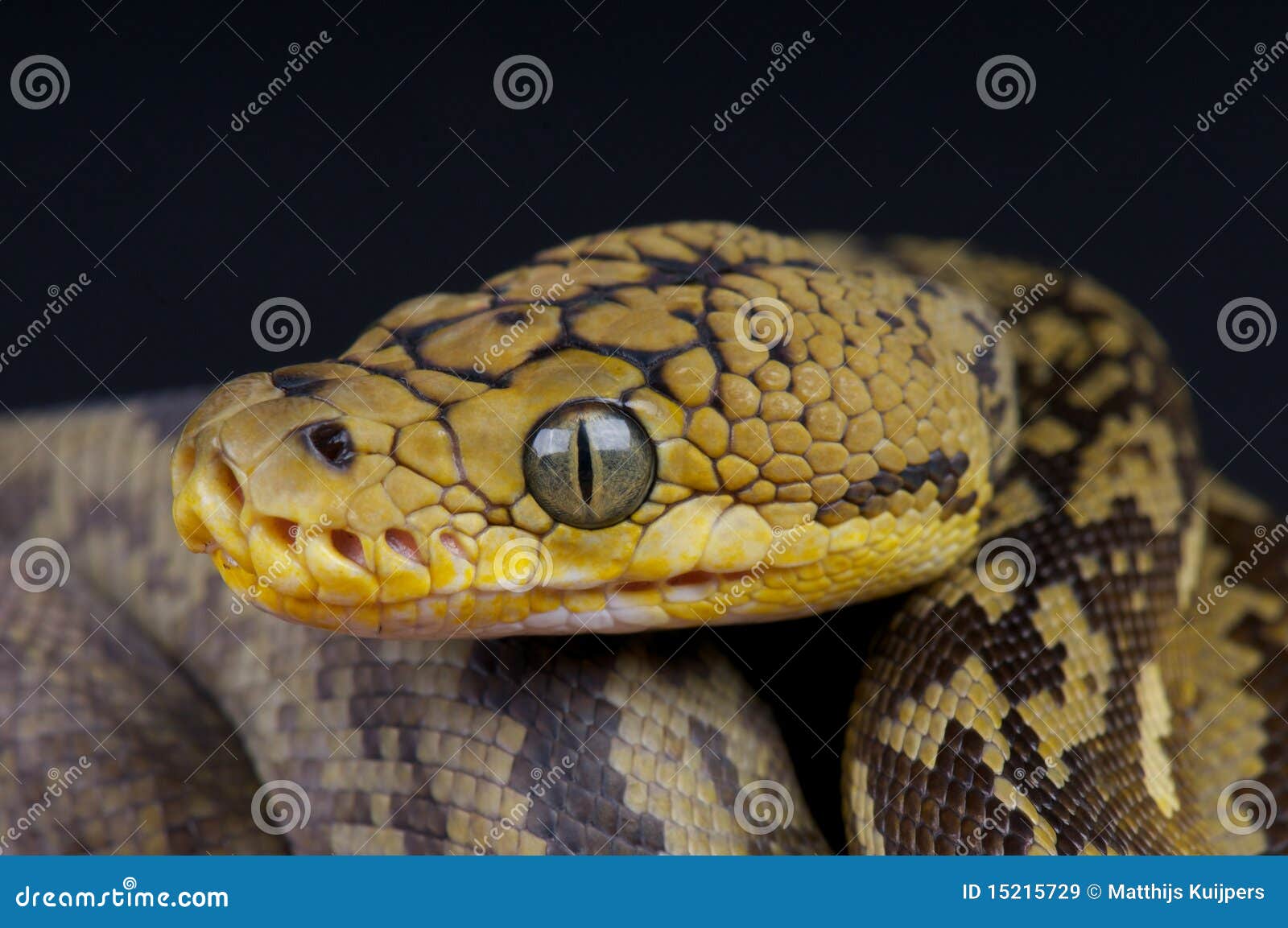 Timor Python Stock Image Image Of Sunda Constrictor 15215729