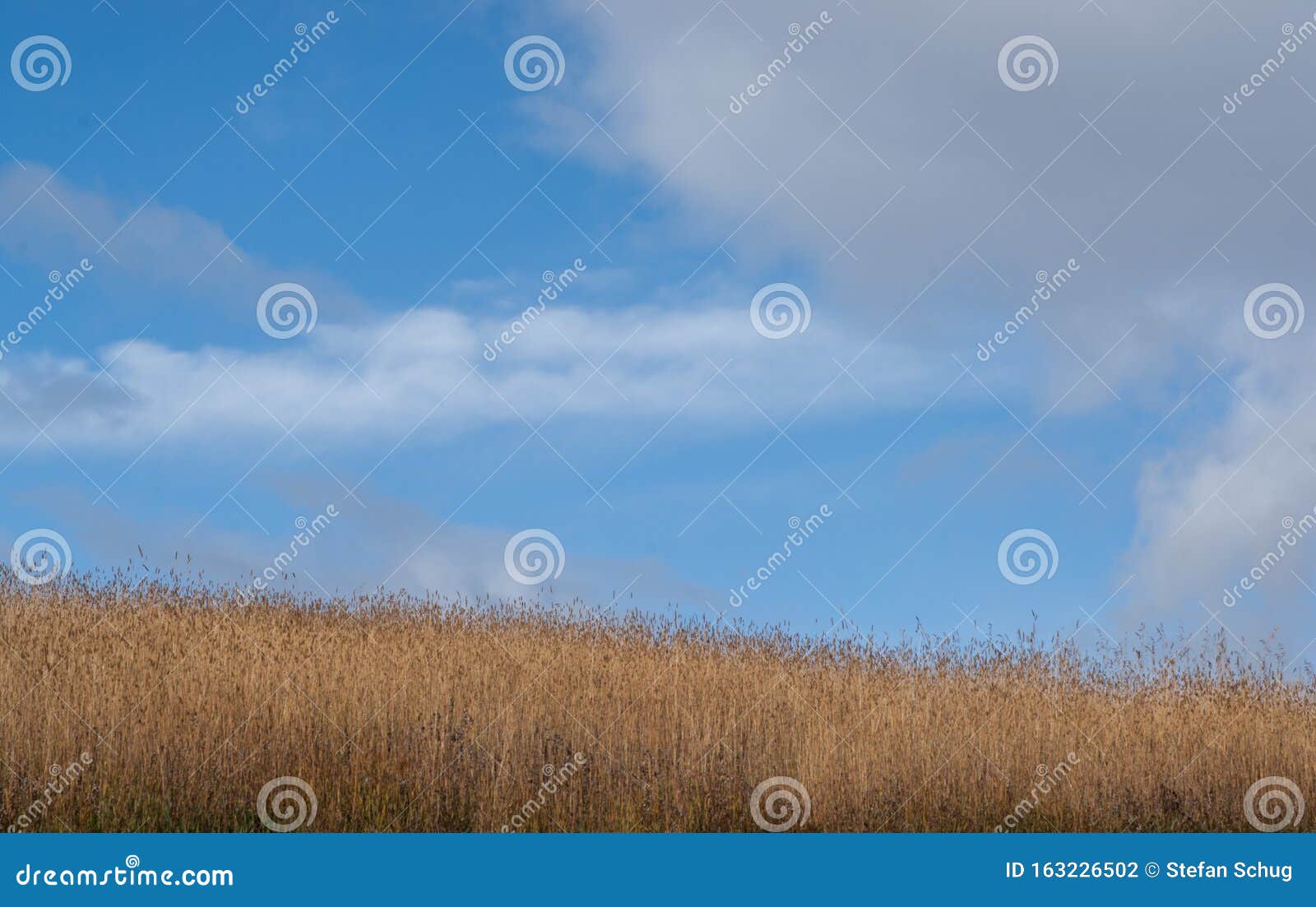 Timothy Fall Meadow - Blue Sky - Clouds Stock Photo - Image of fall ...
