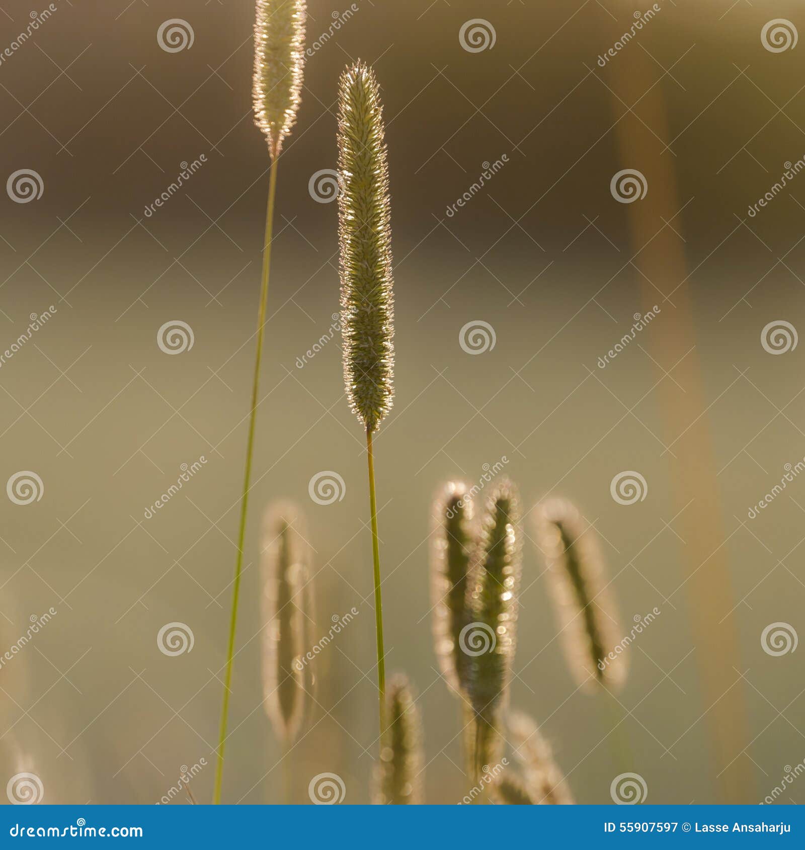 Timothy-Grass stock image. Image of beauty, common, meadow - 55907597