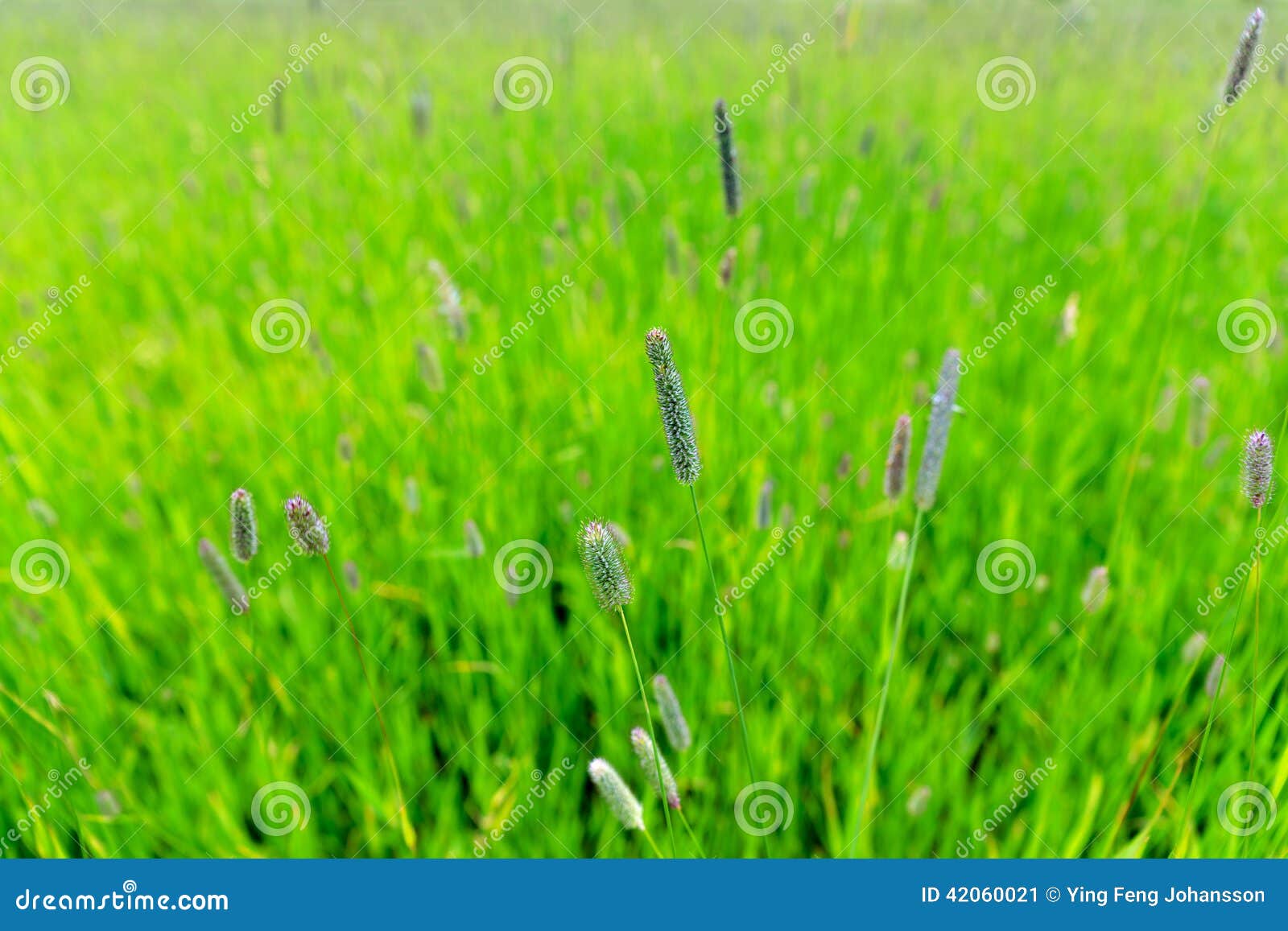 Timothy grass stock image. Image of pratense, grass, timothy - 42060021