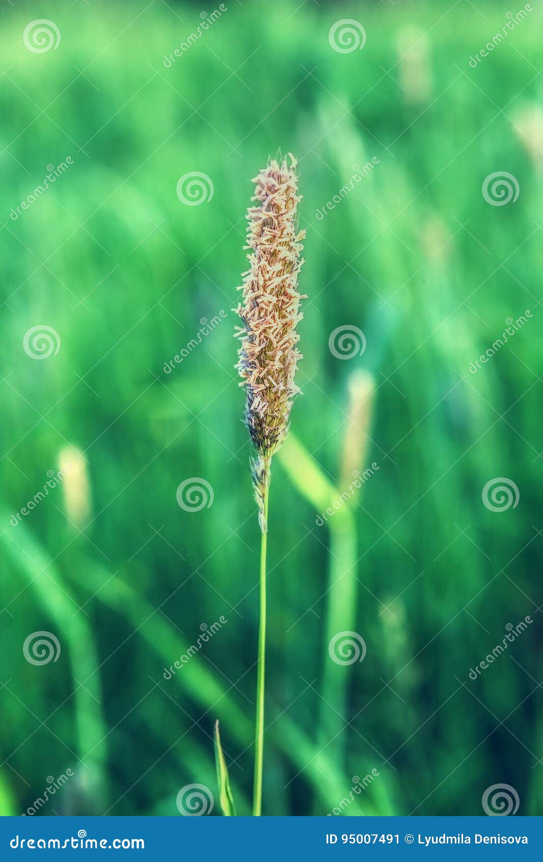 Timothy-grass Phleum Pratense Closeup. Stock Image - Image of outdoor ...