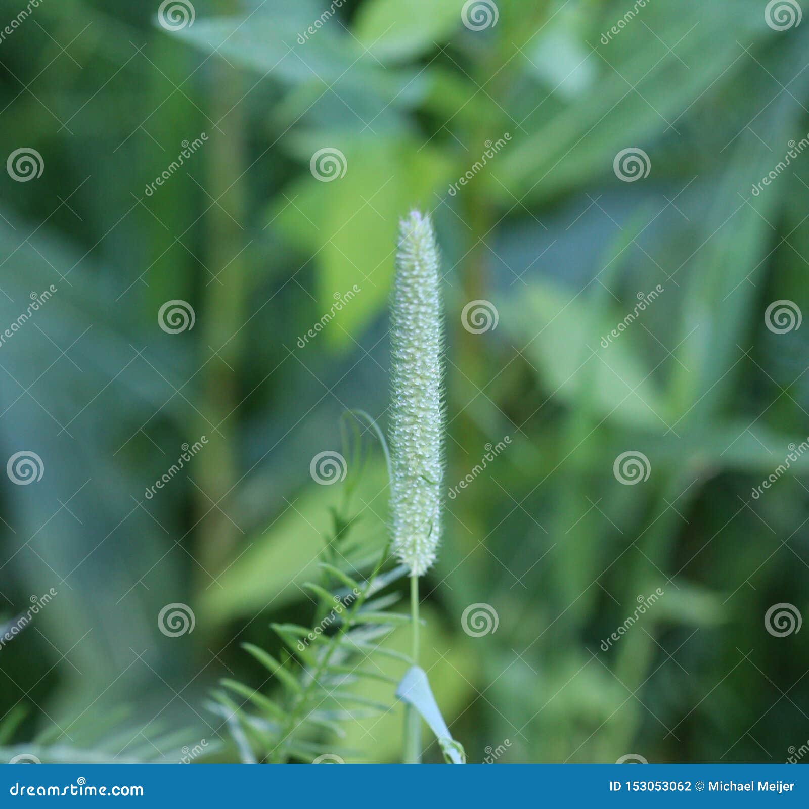 Timothy Grass (Phleum Pratense) on Meadow Field Stock Photo - Image of ...