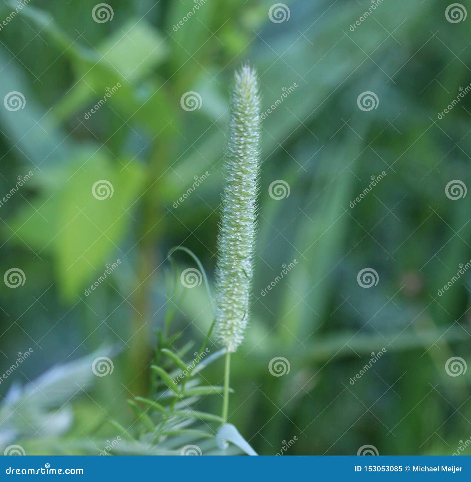 Timothy Grass (Phleum Pratense) on Meadow Field Stock Image - Image of ...