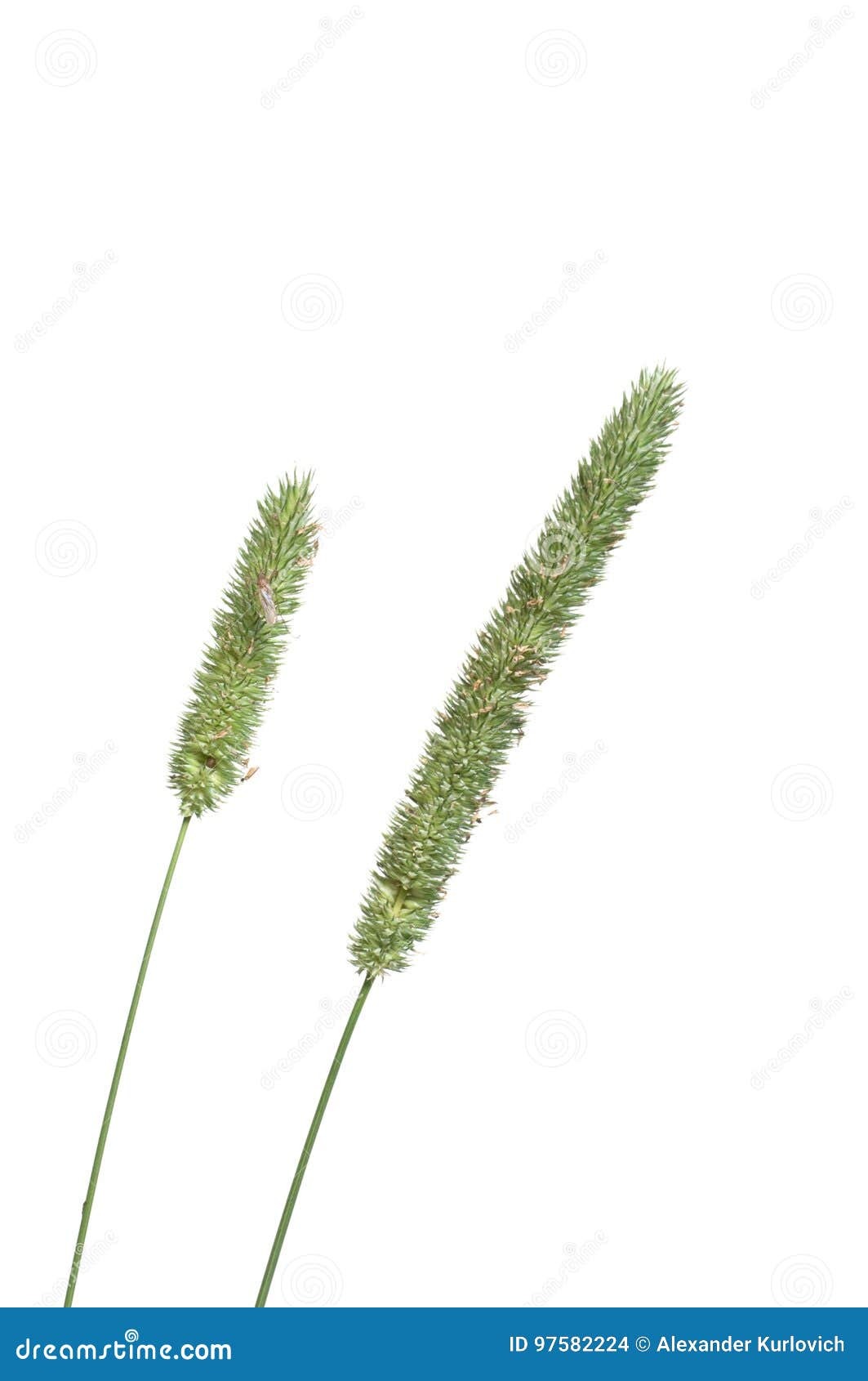 Timothy Grass Identification