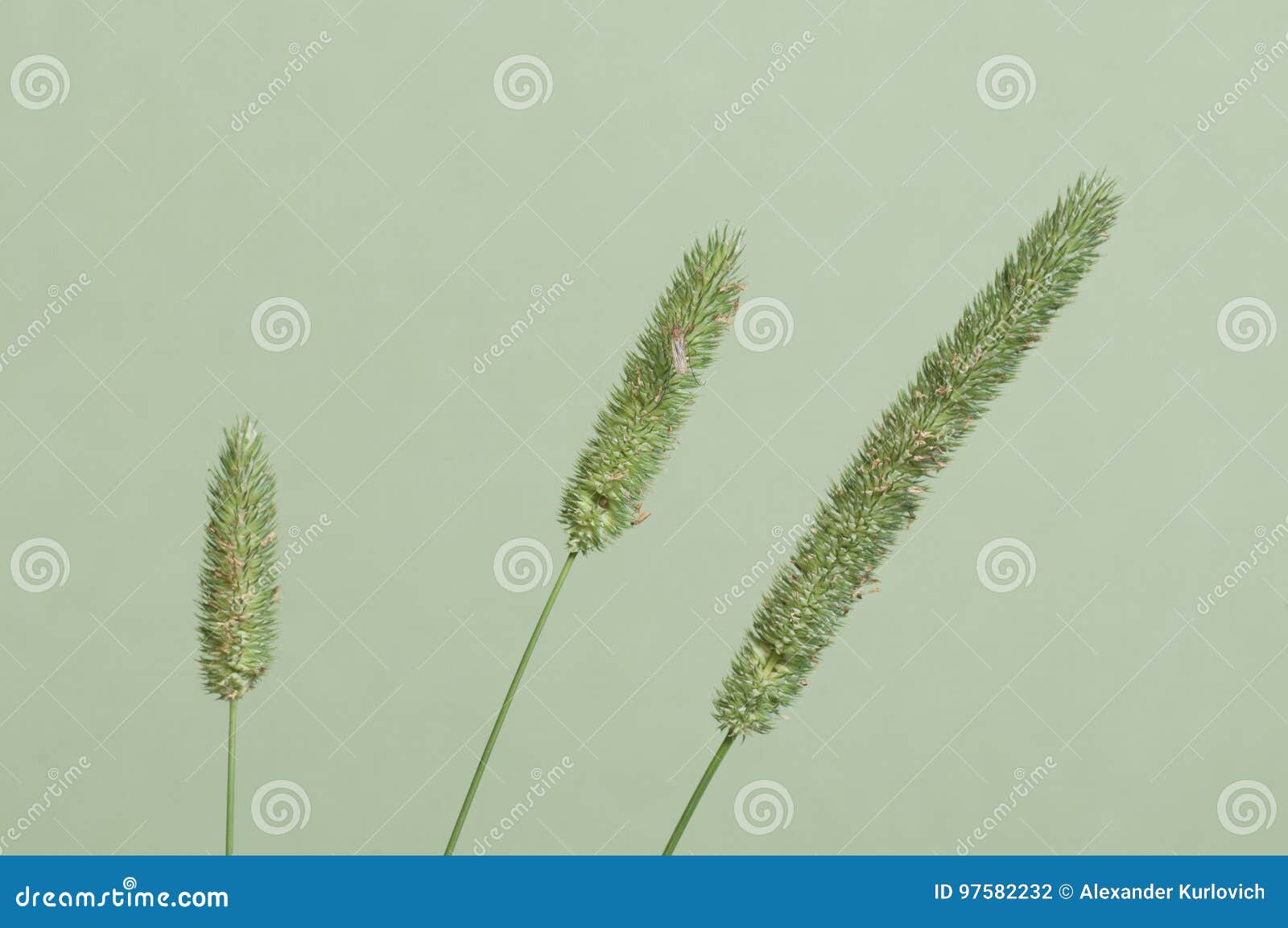 Timothy-grass stock photo. Image of beauty, meadow, plant - 97582232