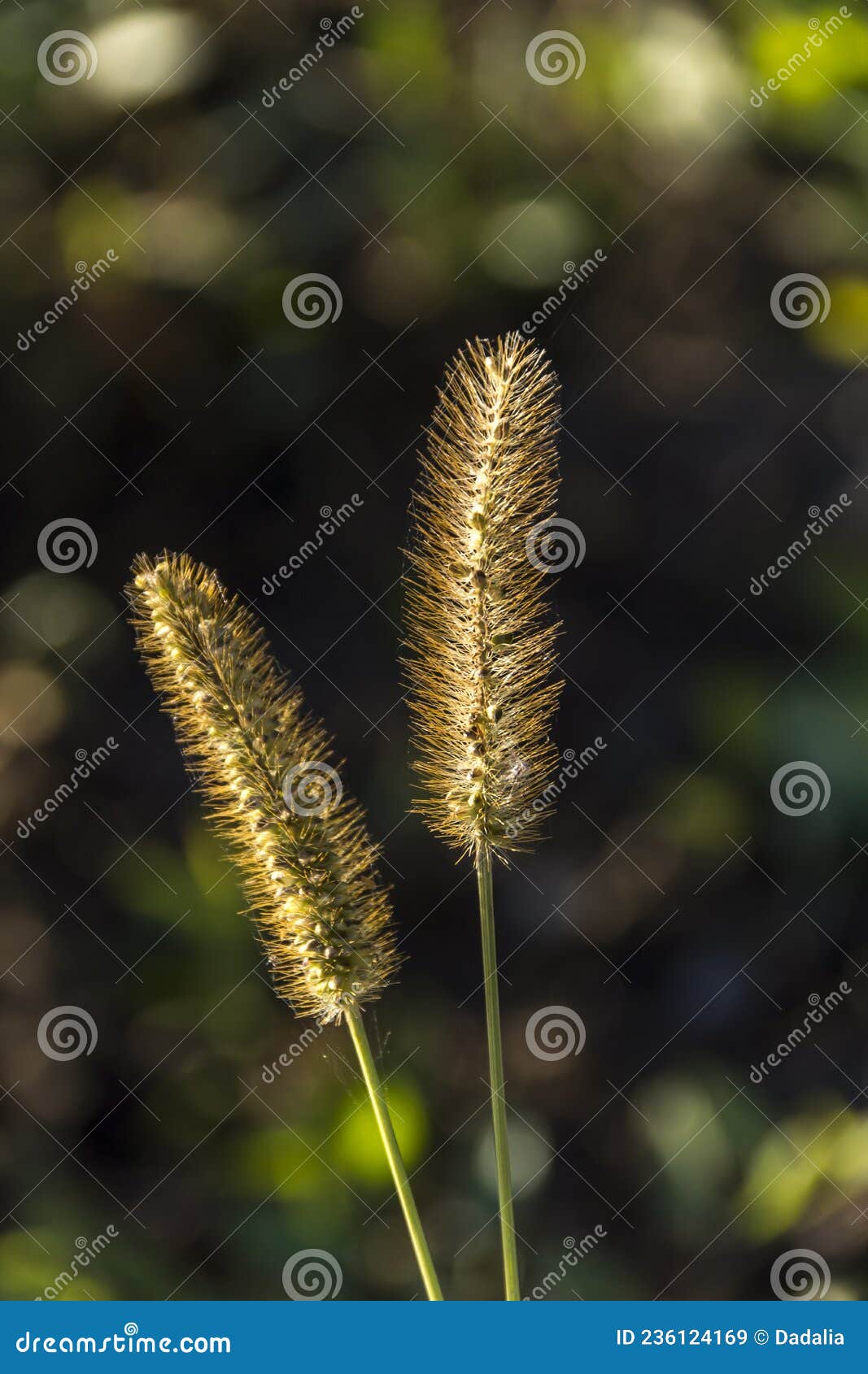 Timothy Grass Phleum Pratensis Stock Image - Image of monocots, vivid ...