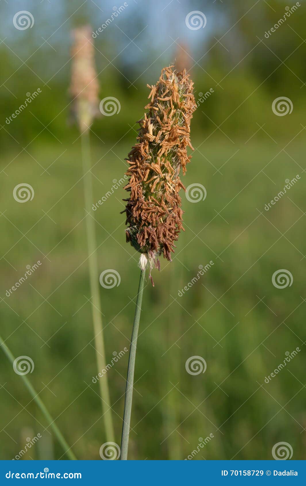 Timothy Grass (Phleum Pratensis) Stock Image - Image of straw, phleum ...