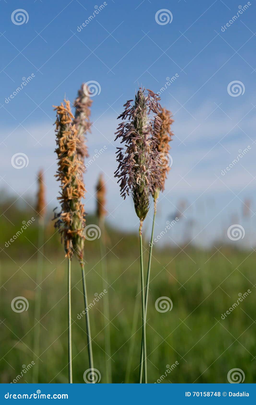 Timothy Grass (Phleum Pratensis) Stock Photo - Image of flora, season ...