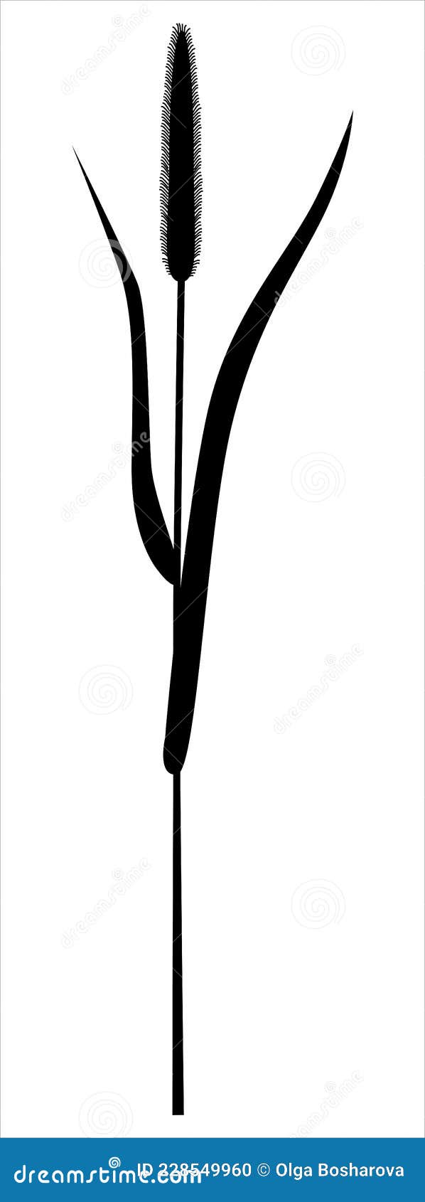 Timothy Grass Chalk White Icon On Black Background Vector Illustration ...