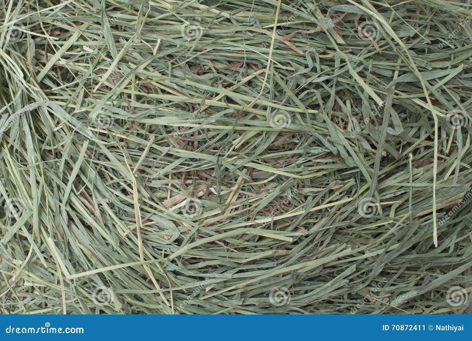 Timothy hay stock image. Image of leaf, guinea, grass - 70872411