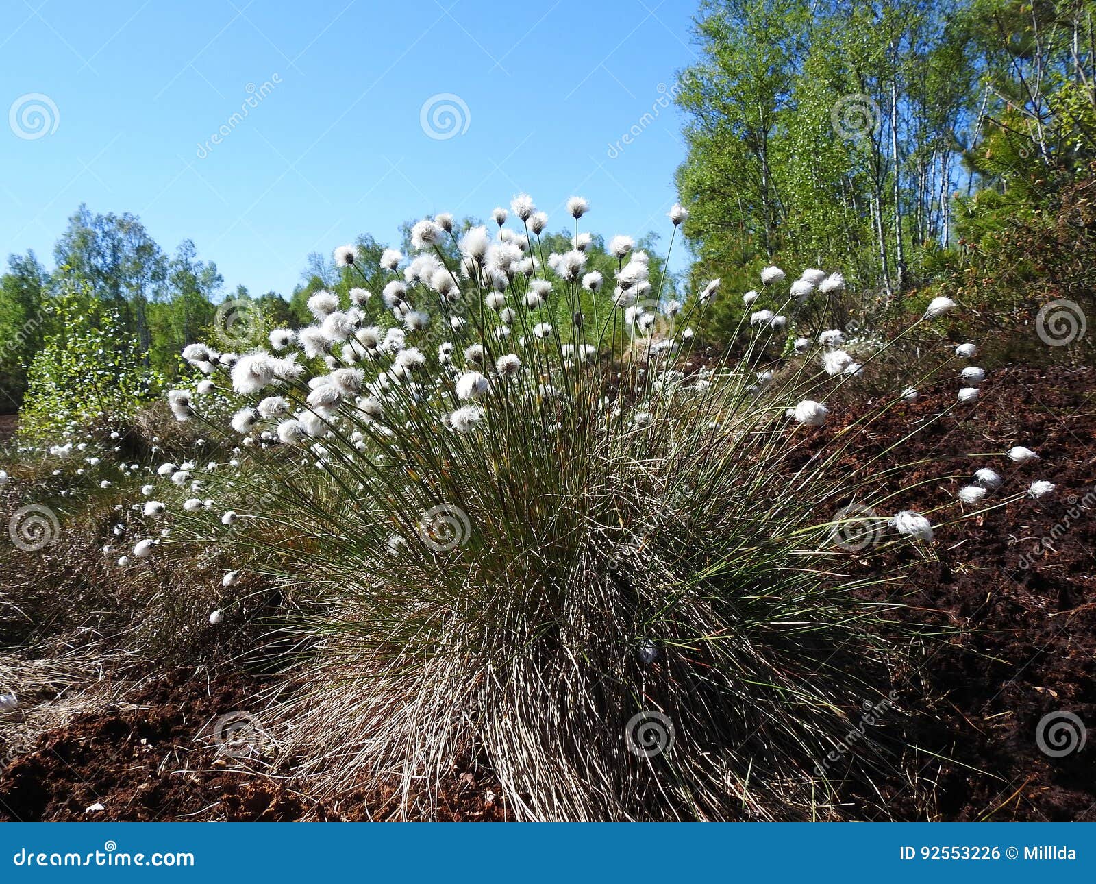 Timothy plant in marsh stock photo. Image of wild, view - 92553226