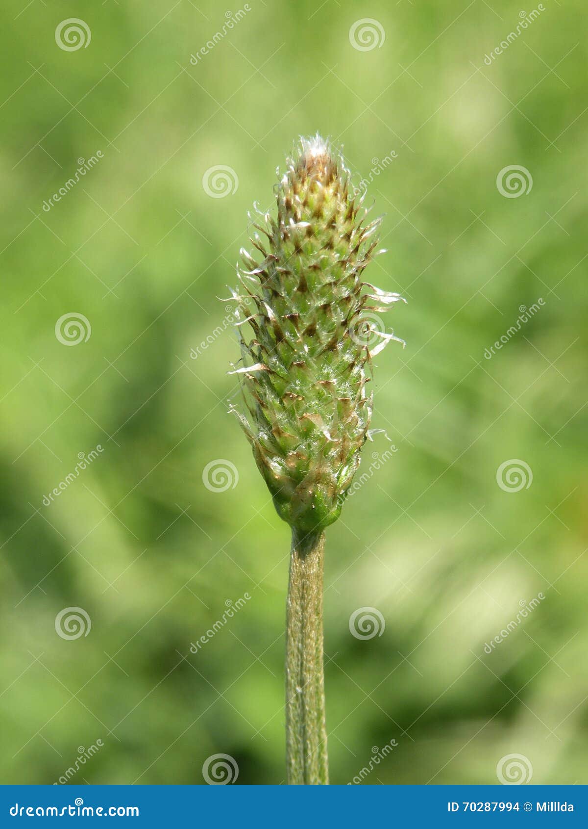 Timothy plant stock photo. Image of flora, card, meadow - 70287994