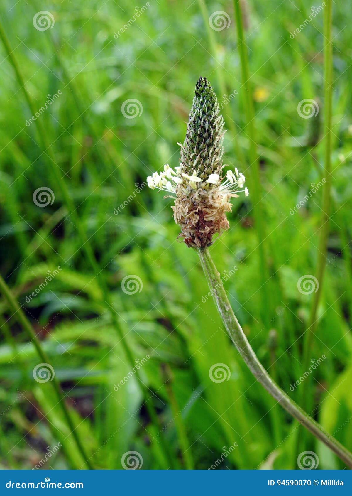 Timothy plant stock photo. Image of leaf, meadow, flower - 94590070