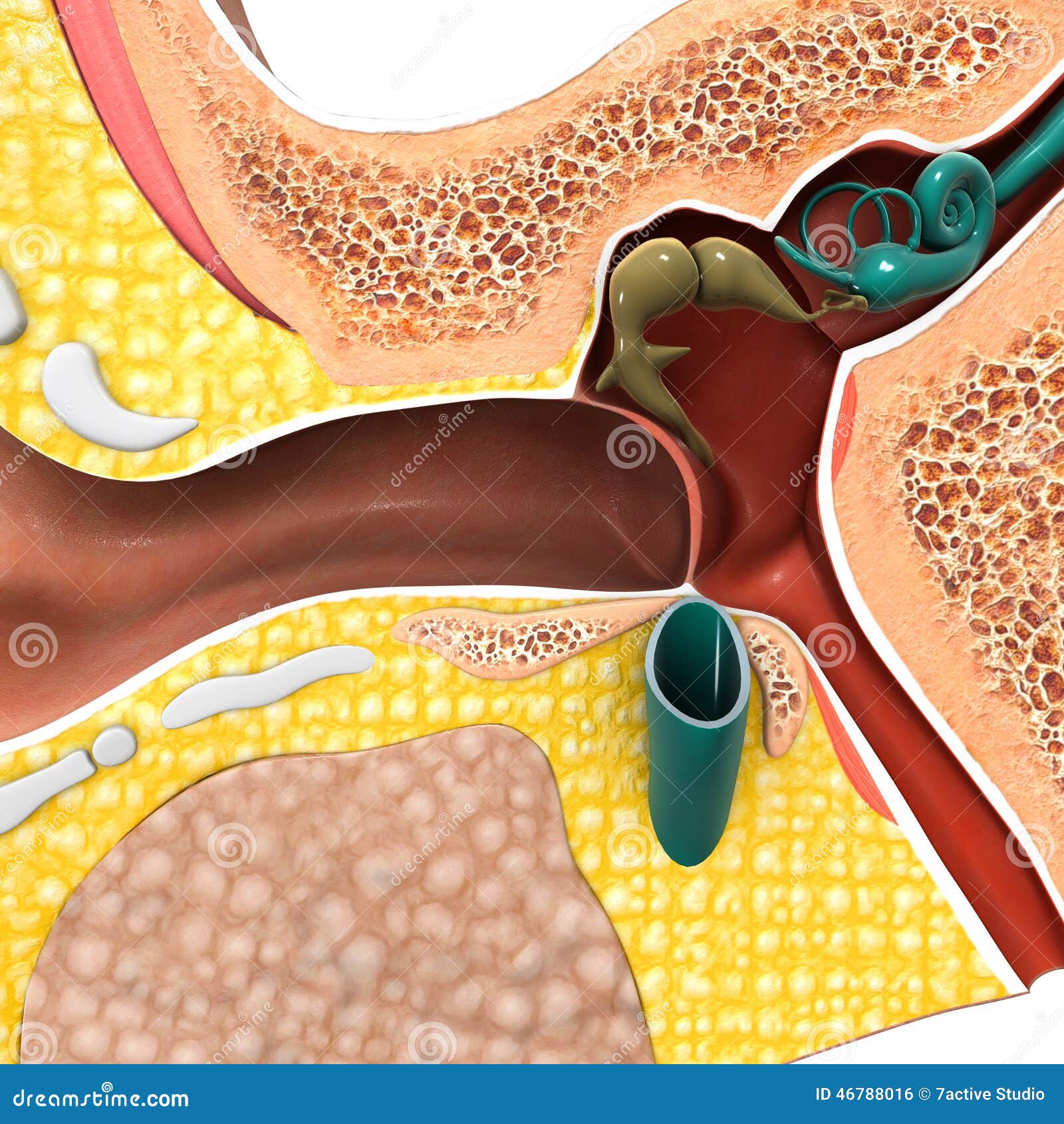 Timpano illustrazione di stock. Illustrazione di traversa - 46788016