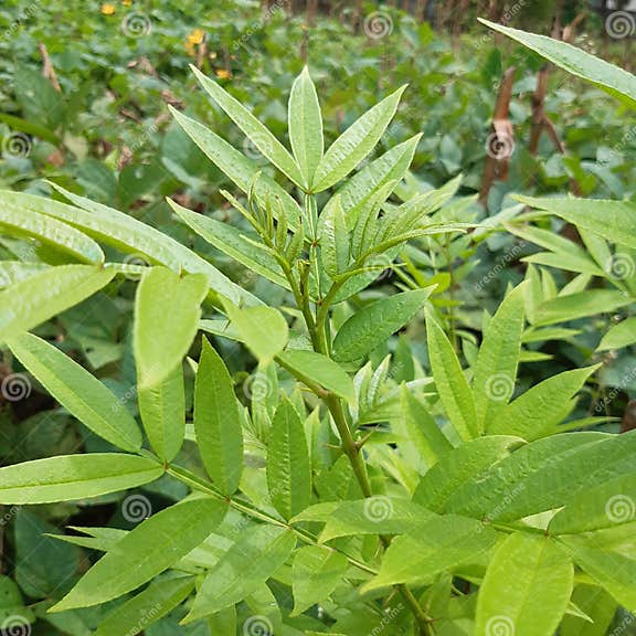 Timur nepali herb plants stock image. Image of produce - 195046253