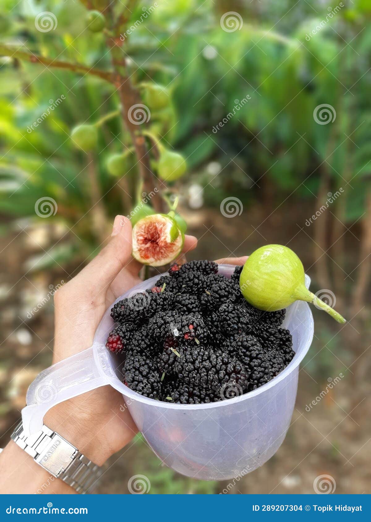 Tin fruit and murbey fruit stock photo. Image of evergreen - 289207304