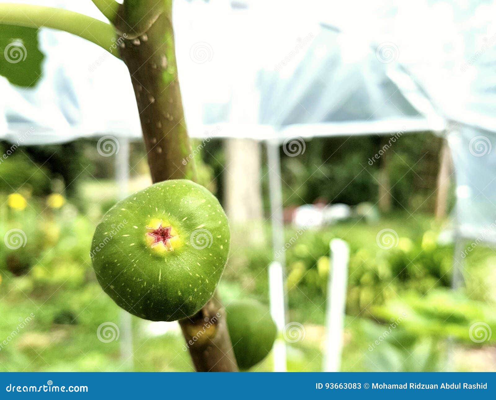 Tin fruit stock image. Image of green, eating, readytoeat - 93663083