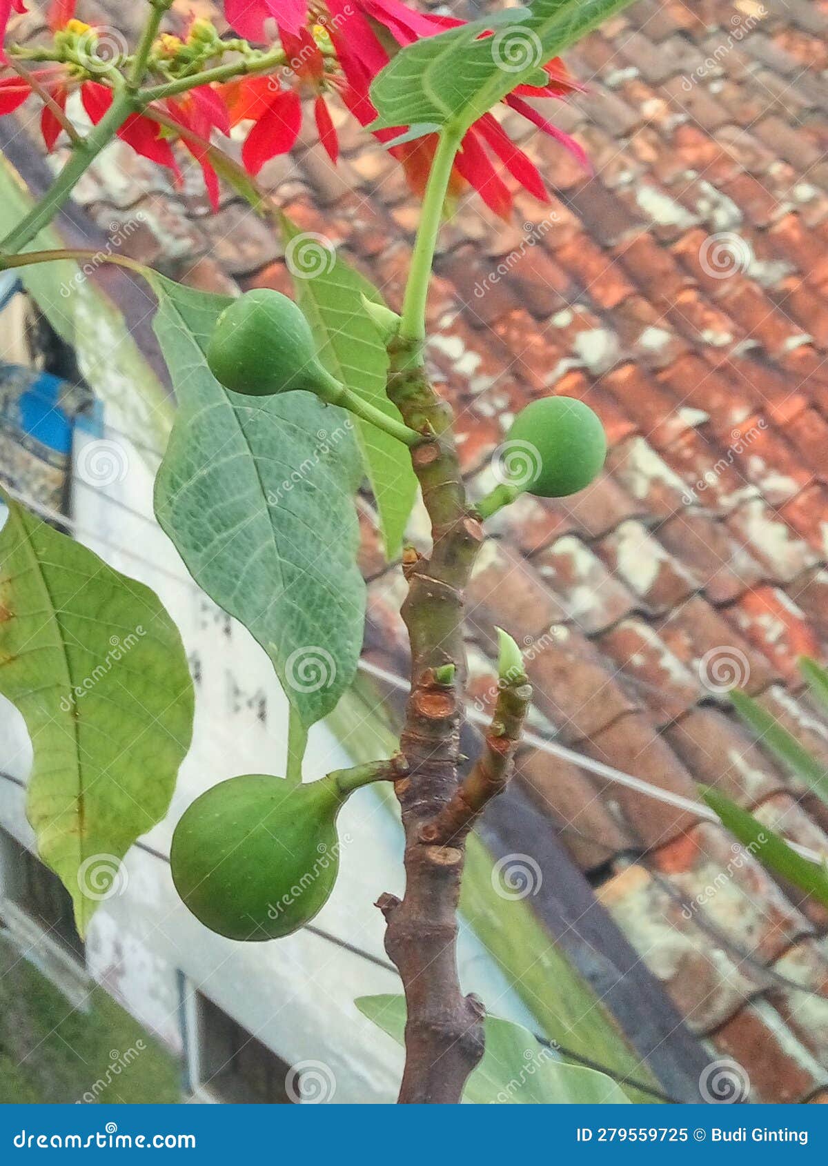 Tin fruits at roop top stock image. Image of roop, fruits - 279559725