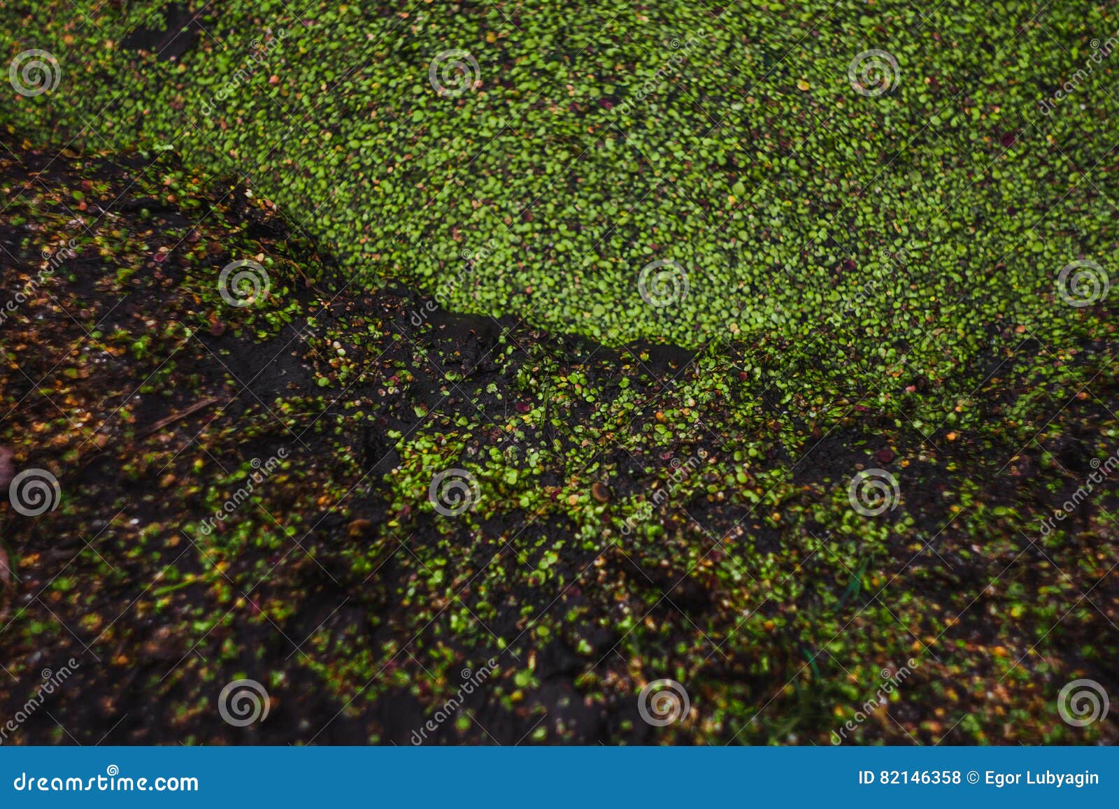 Tina Green on the Surface of the Water Stock Photo - Image of flora ...