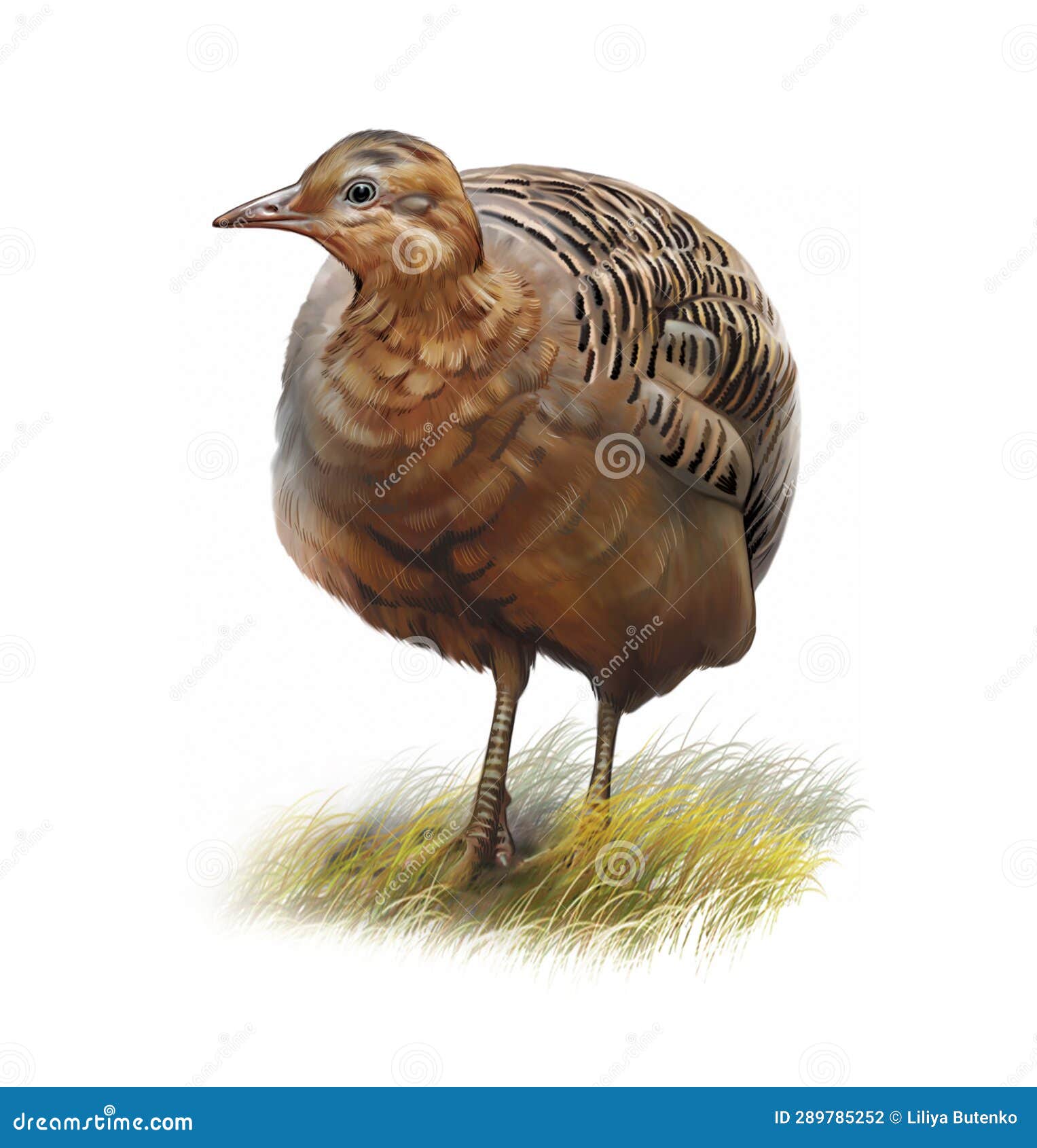 Tinamous, Tinamidae stock illustration. Illustration of closeup - 289785252