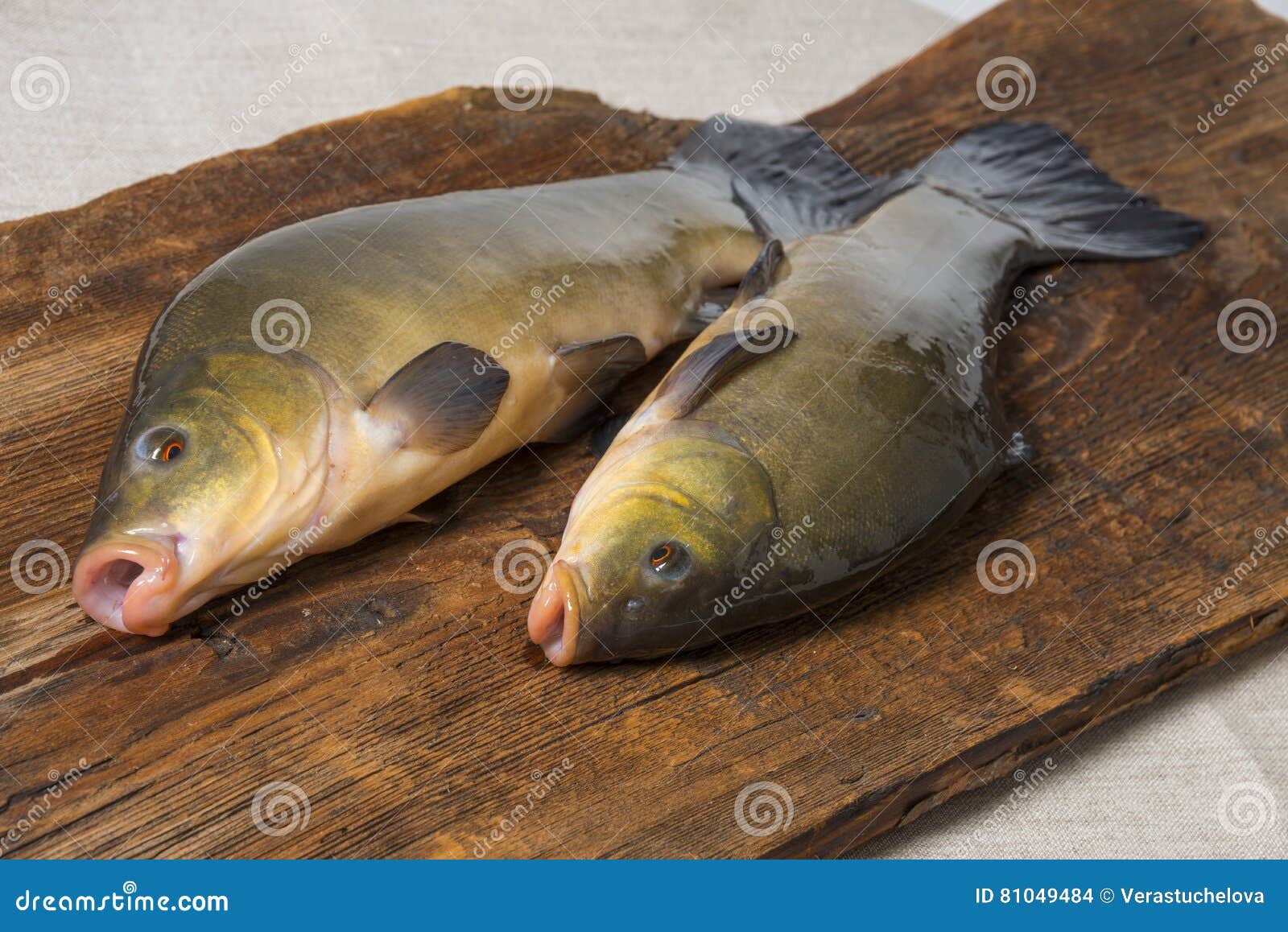 Tinche - tinca tinca fotografia stock. Immagine di medico - 81049484