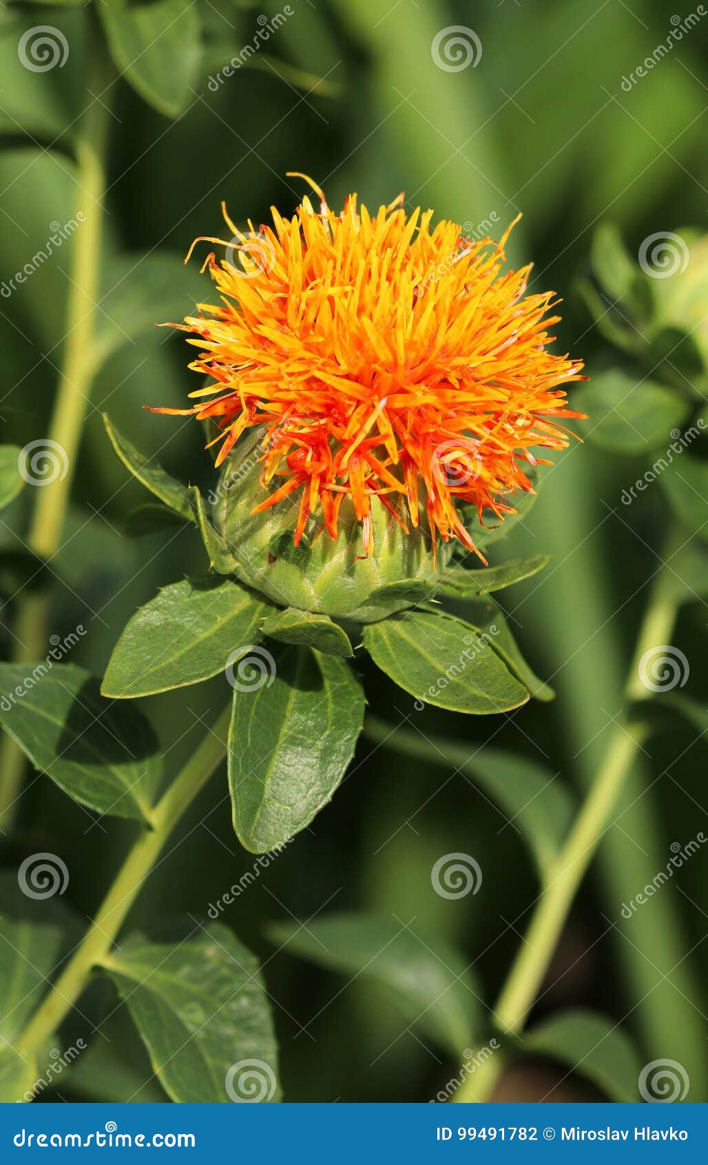 Tinctorius Del Carthamus En Flor Foto de archivo - Imagen de planta ...