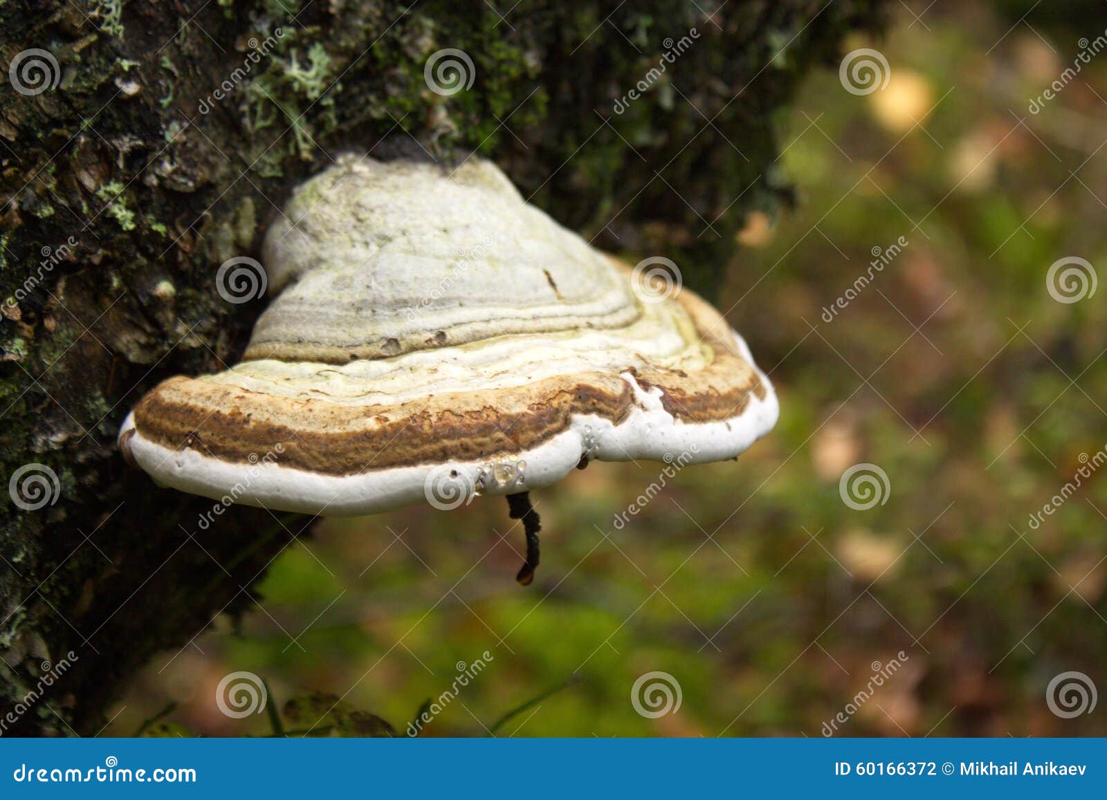 Tinder Fungus on Tree in Nature Stock Photo - Image of fomes, tinder ...