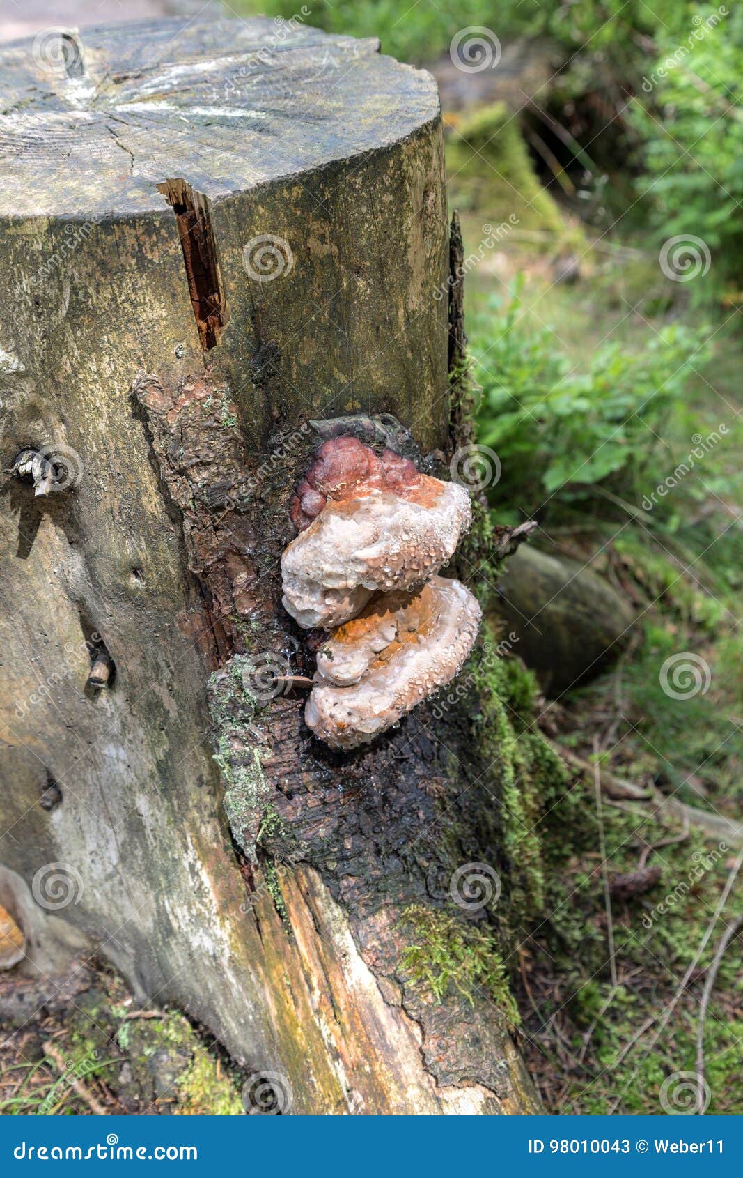 Tinder Fungus on a Tree Stump Stock Image - Image of color, fungi: 98010043