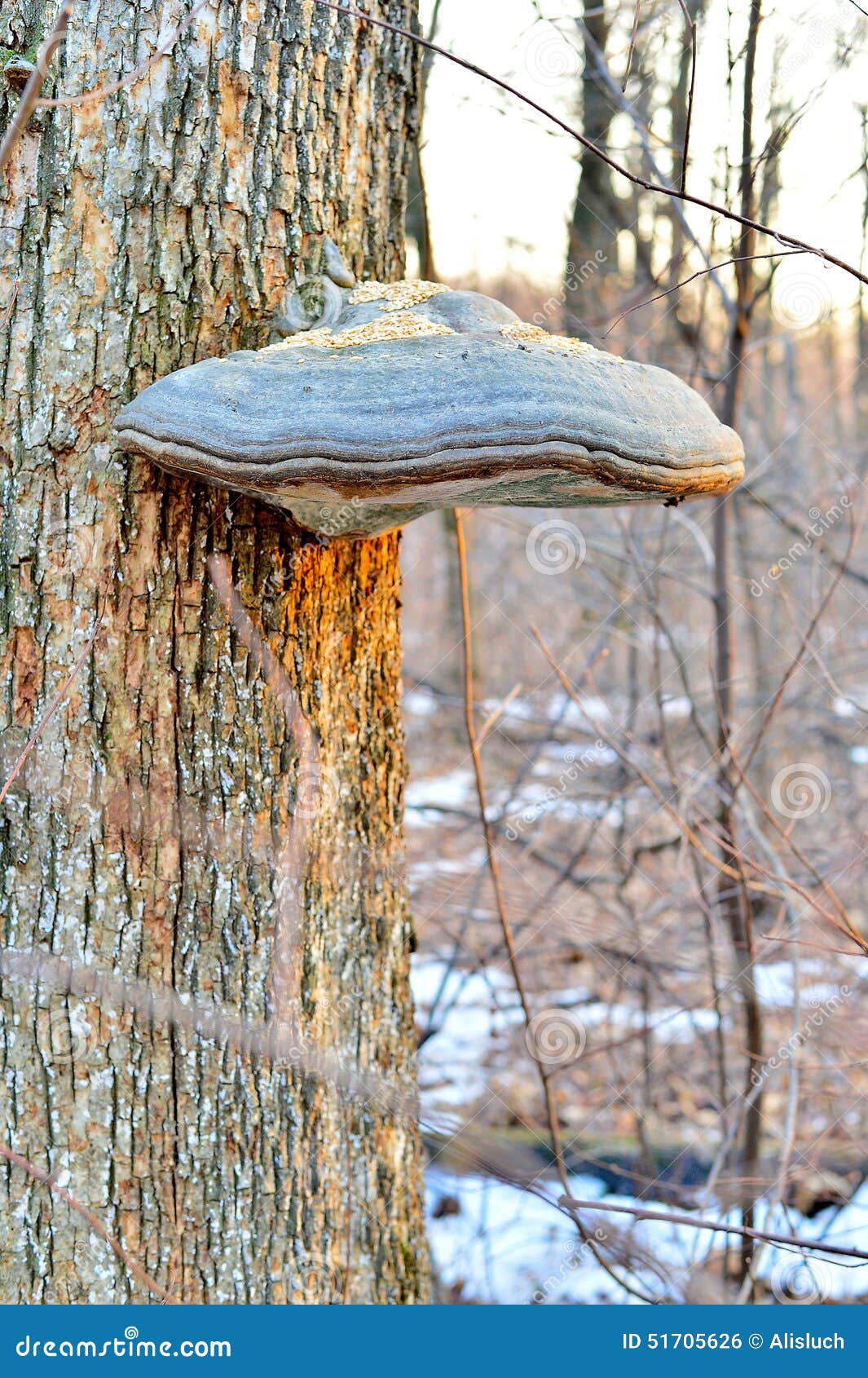 Tinder fungus on a tree stock photo. Image of group, forest - 51705626