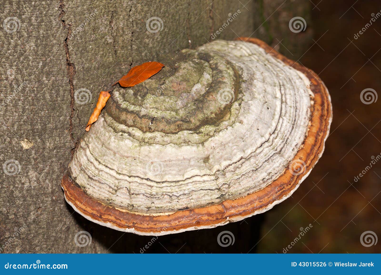 Tinder Fungus on Tree Trunk Stock Photo - Image of pore, tinder: 43015526