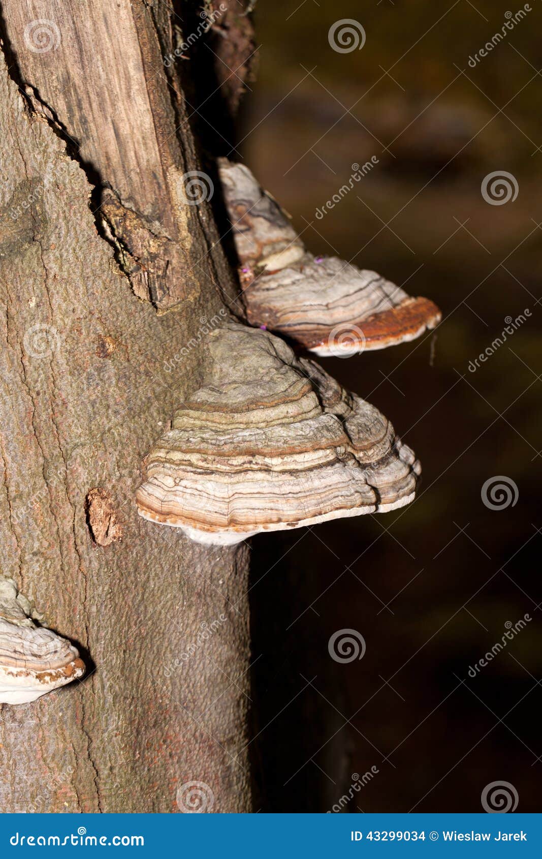 Tinder Fungus on Tree Trunk Stock Photo - Image of mushroom, pattern ...
