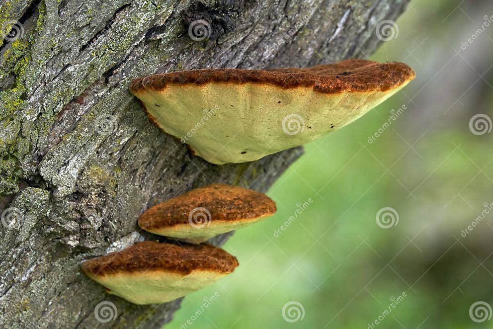 Tinder on tree stock photo. Image of fomentarius, bark - 133153982