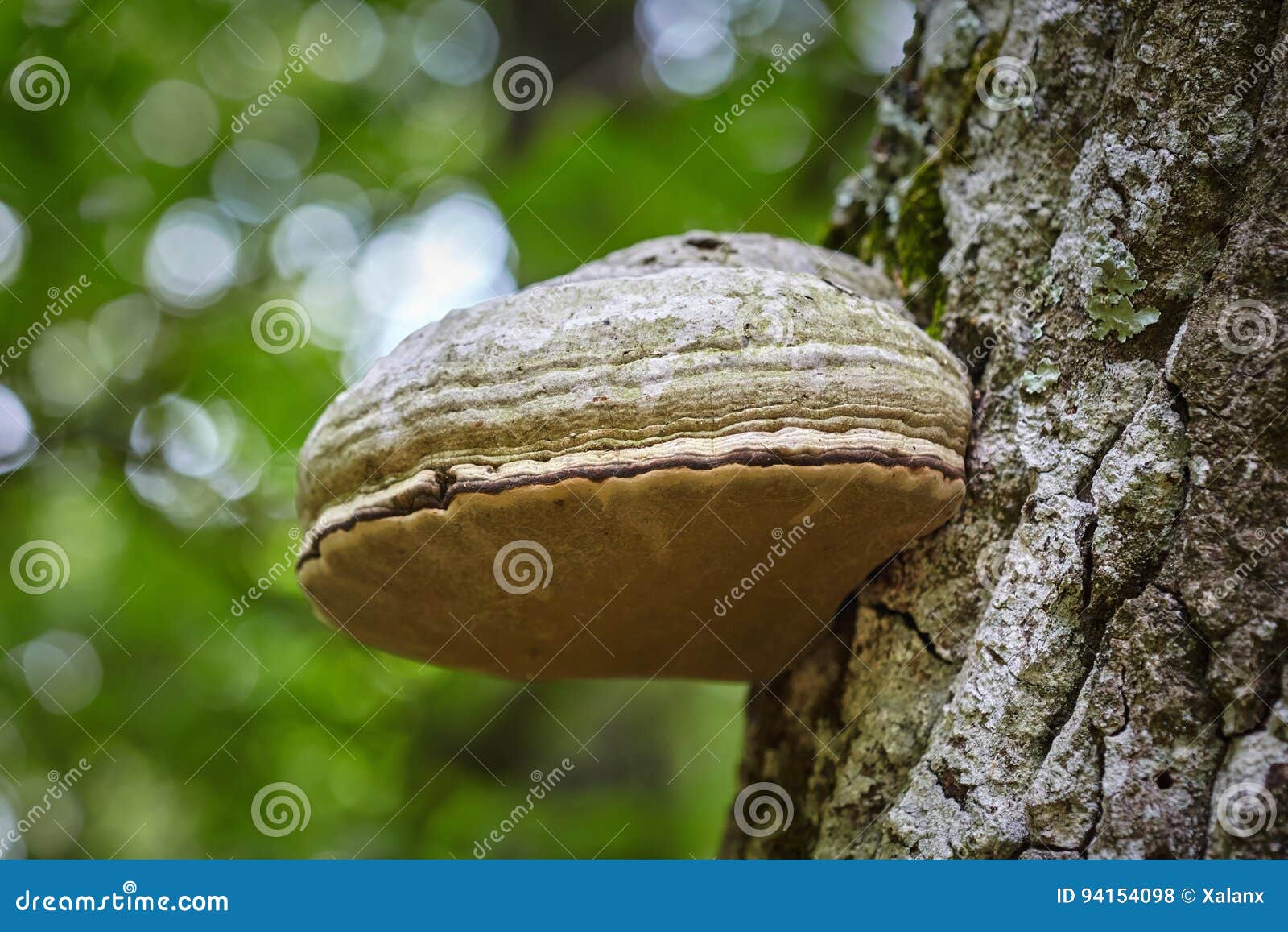 Tinder on tree stock photo. Image of fomentaria, bark - 94154098