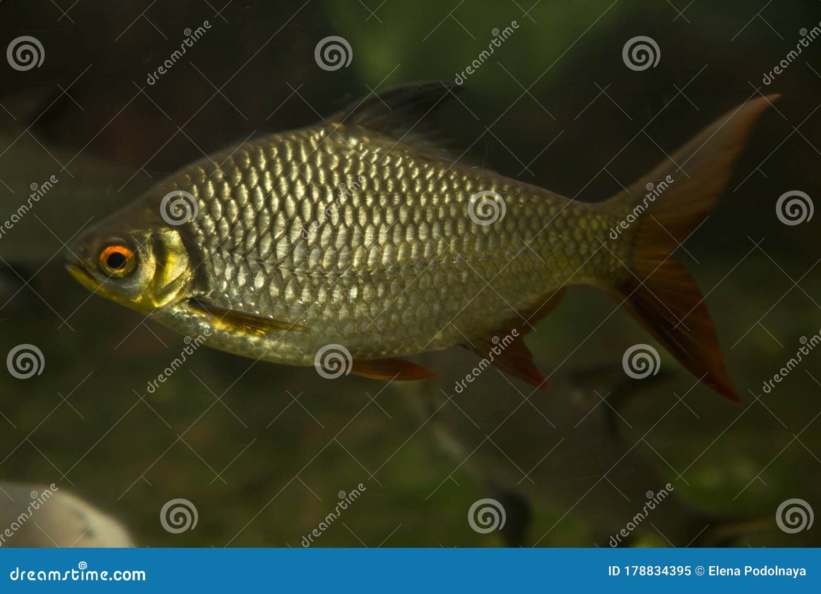 The Tinfoil Barb Barbonymus Schwanenfeldii. Stock Image - Image of swim ... The Tinfoil Barb Barbonymus Schwanenfeldii. Stock Image - Image of swim ...